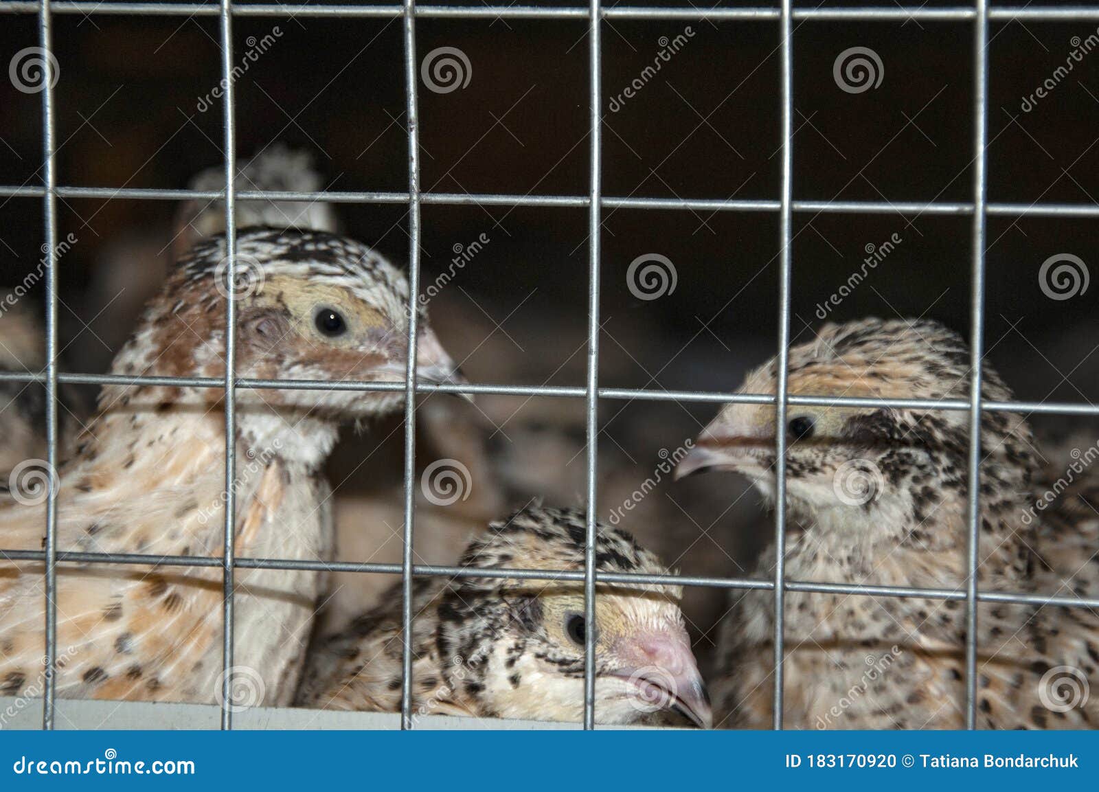 Quail in a Cage Close-up. Quail Farm Stock Photo - Image of imprisoned ...
