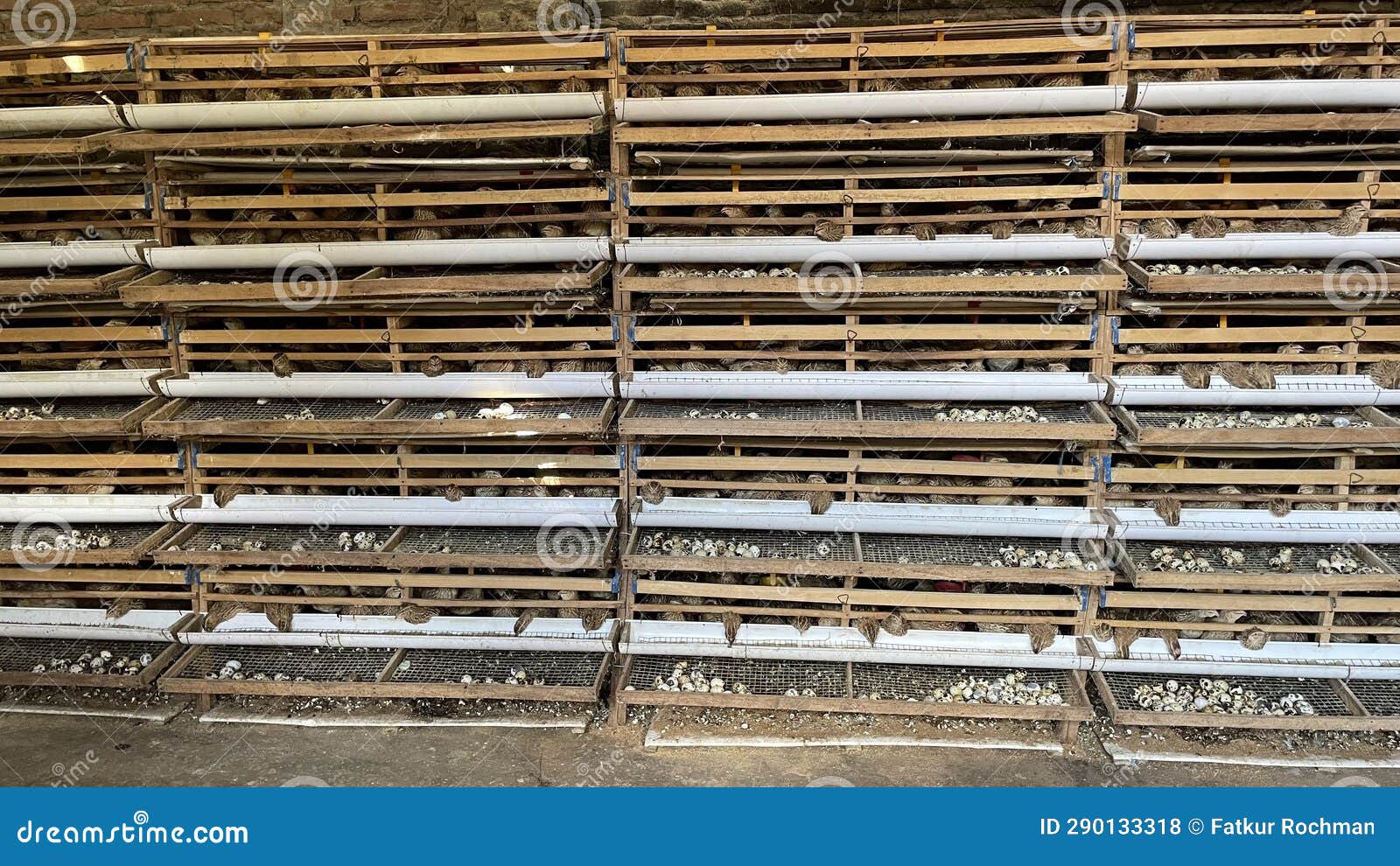 Quail Cage Racks on the Farm, Bamboo Cage Arrangement for More ...