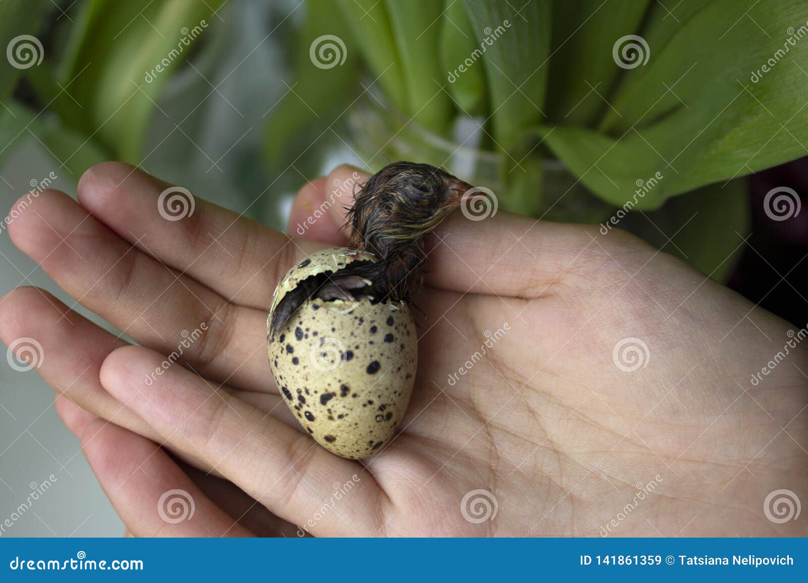 Chick Hatching From A Fluorescent Lamp Royalty-Free Stock Photography ...