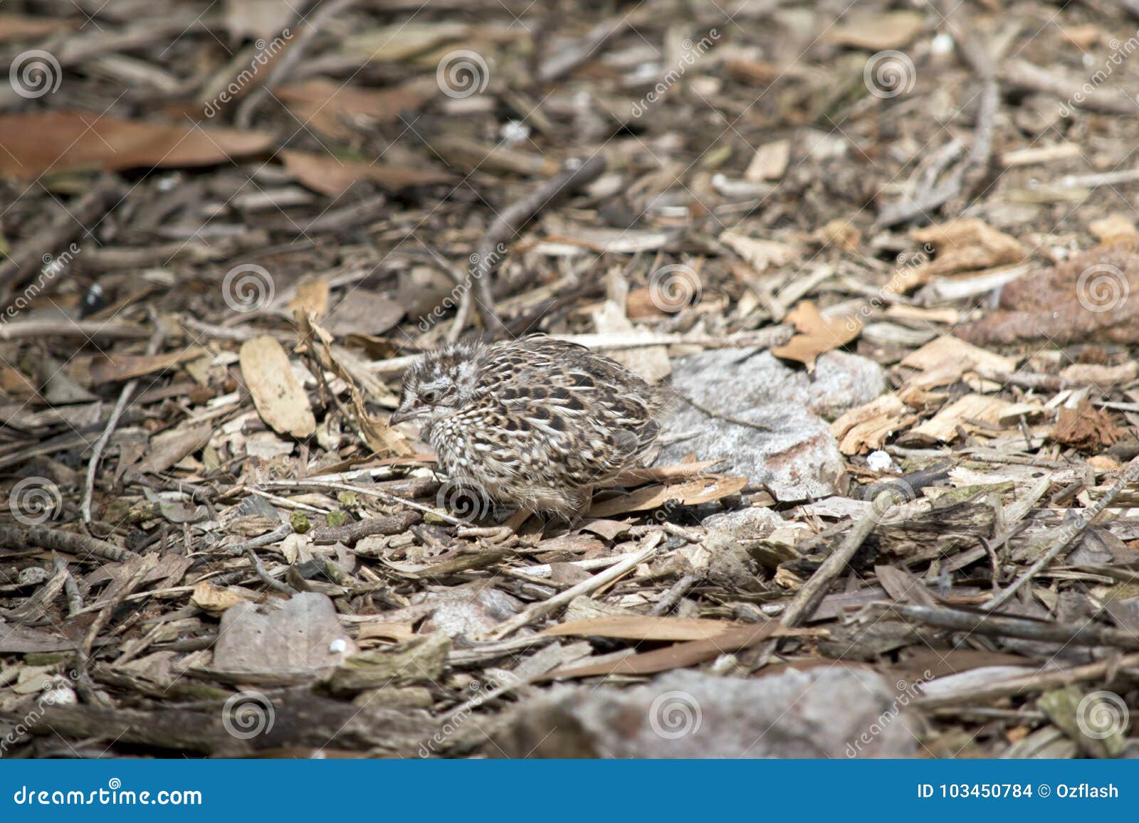 Quail chick stock photo. Image of side, view, australia - 103450784