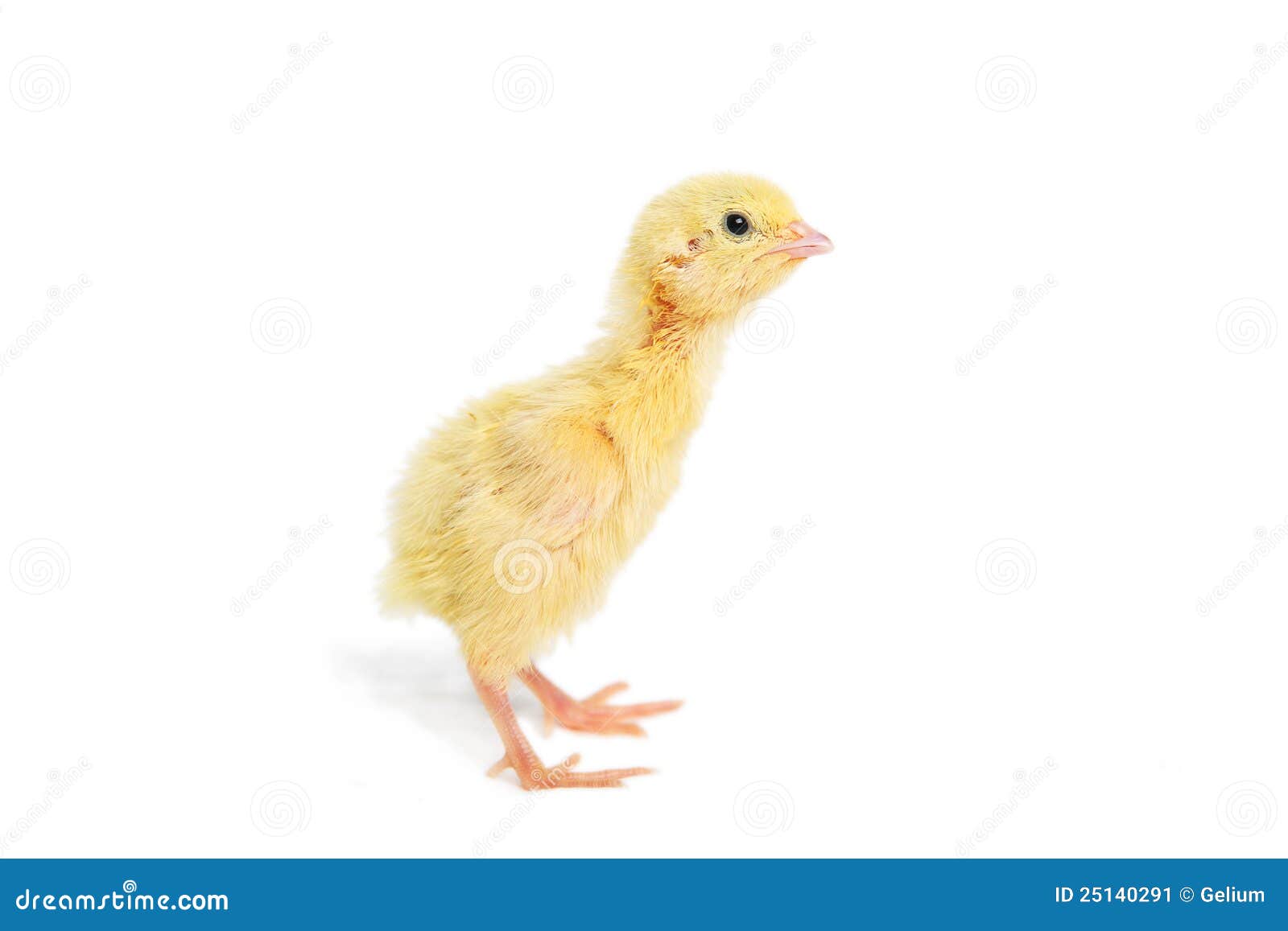 Quail chick Isolated stock image. Image of yellow, small - 25140291