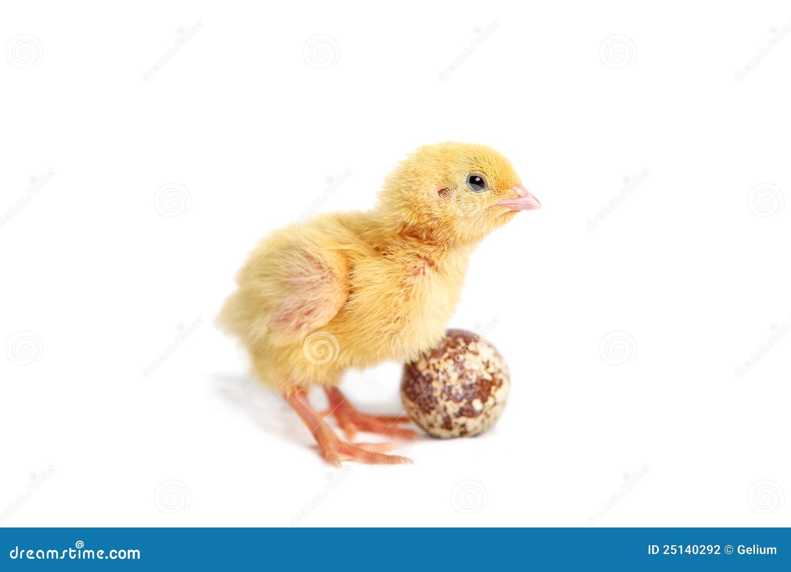 Quail chick Isolated stock photo. Image of bill, hatched - 25140292