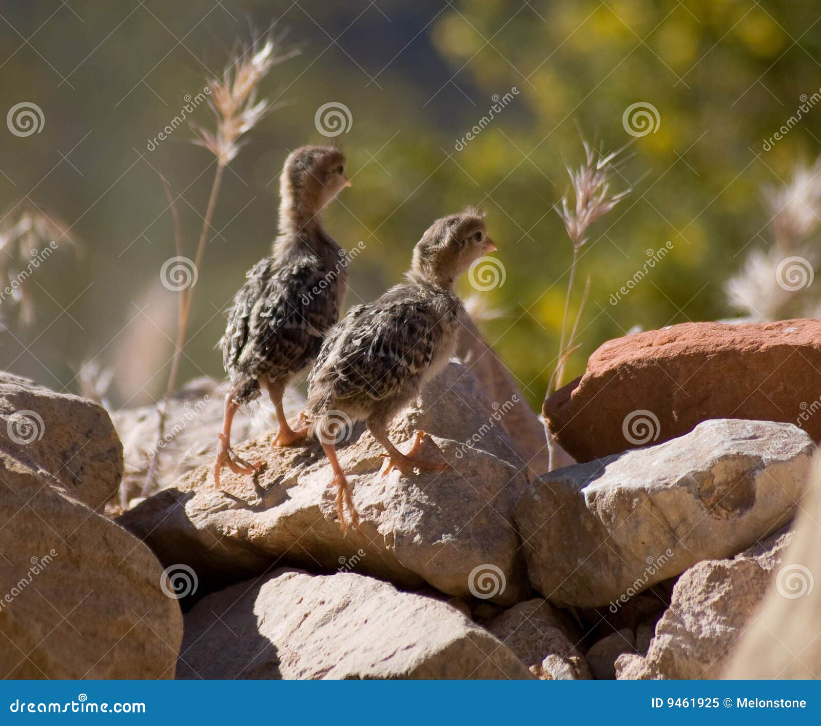 Quail chicks stock image. Image of birds, gamble, feathers - 9461925