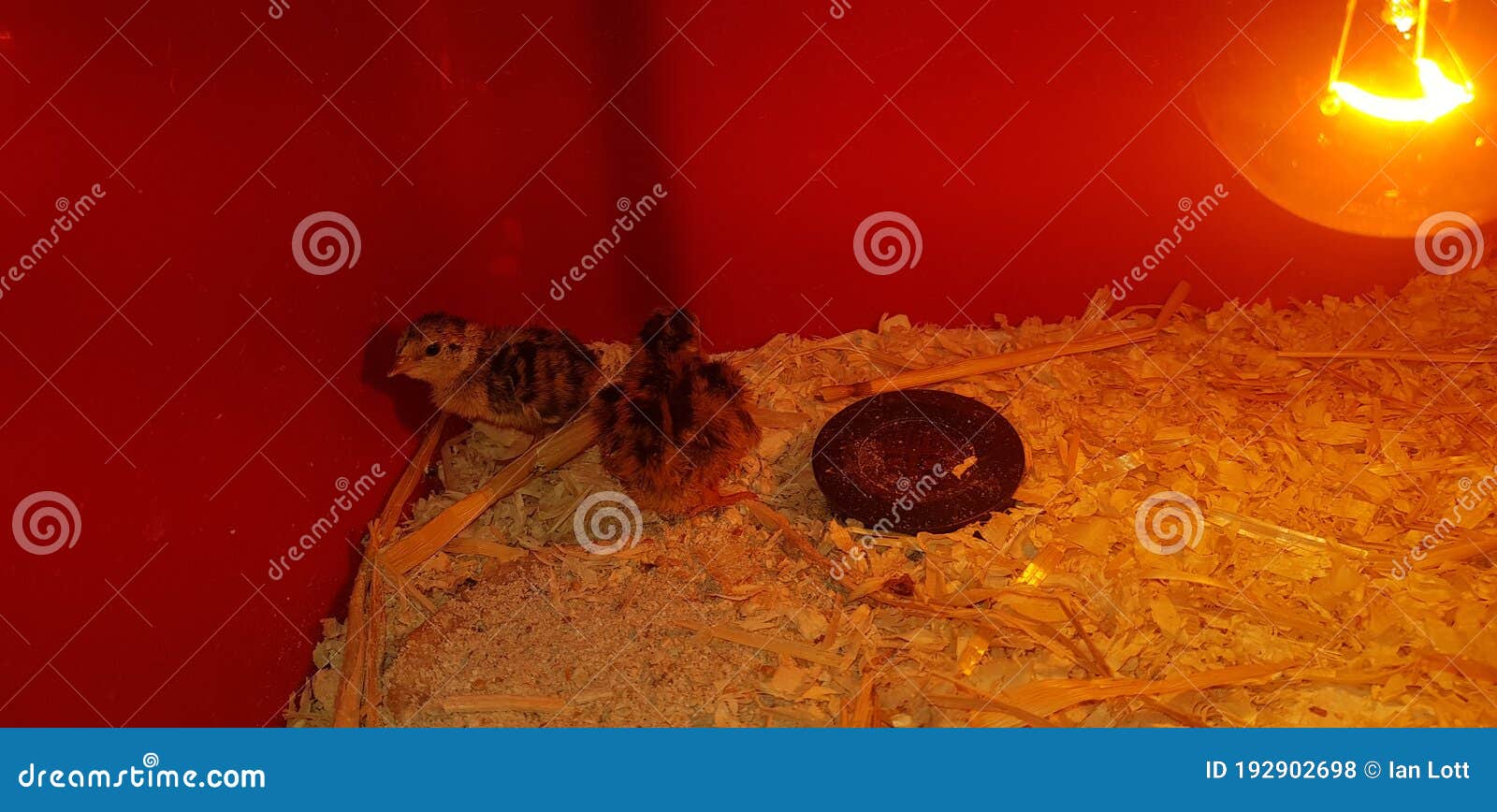 Quail chicks in a brooder stock photo. Image of flower - 192902698