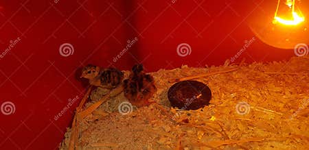 Quail chicks in a brooder stock photo. Image of flower - 192902698