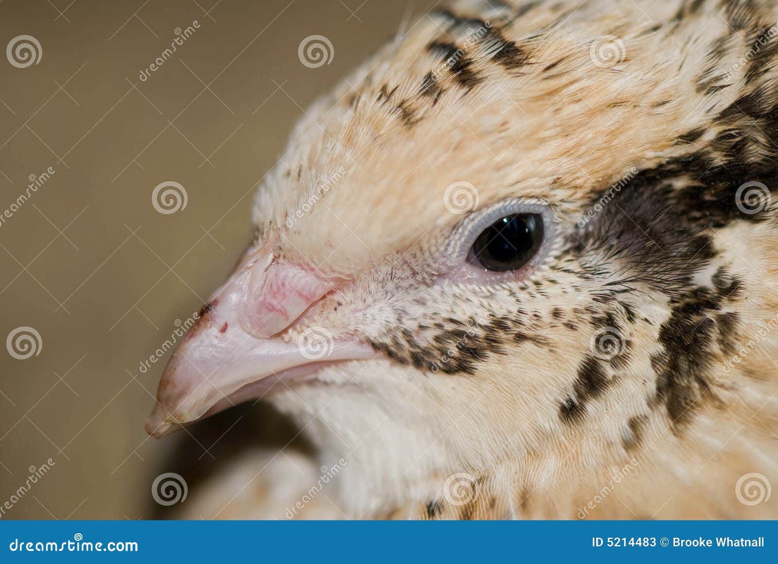 Quail closeup stock image. Image of watches, head, wildlife - 5214483