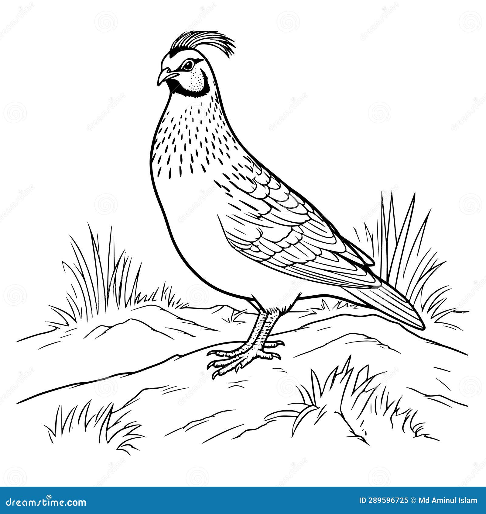 Quail Coloring Page for Kids Stock Vector - Illustration of adults ...