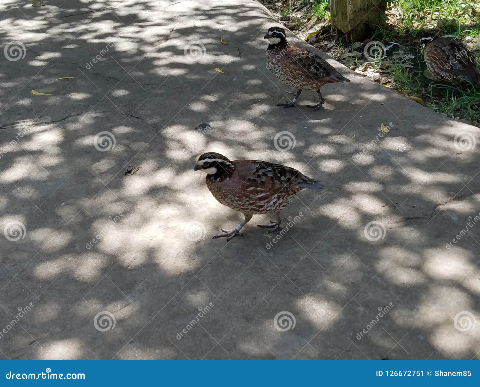 Quail Crossing the Sidewalk Stock Image - Image of shade, wildlife ...