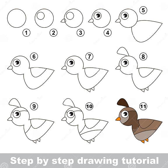 Quail. Drawing tutorial. stock vector. Illustration of sheet - 69447567