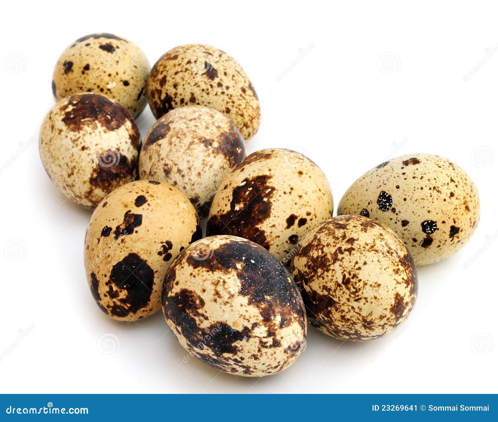 Quail egg stock image. Image of healthy, ingredient, animal - 23269641