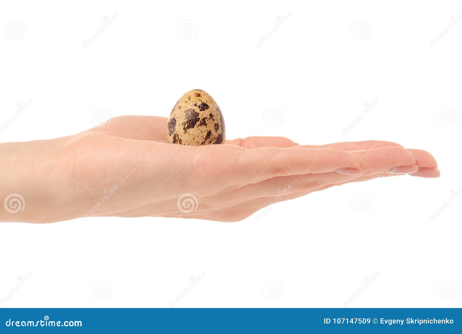 Quail egg isolated in hand stock image. Image of health - 107147509