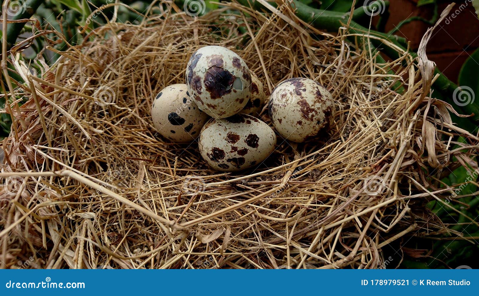 Quail Egg Texture Details on the Nest Stock Image - Image of brown ...