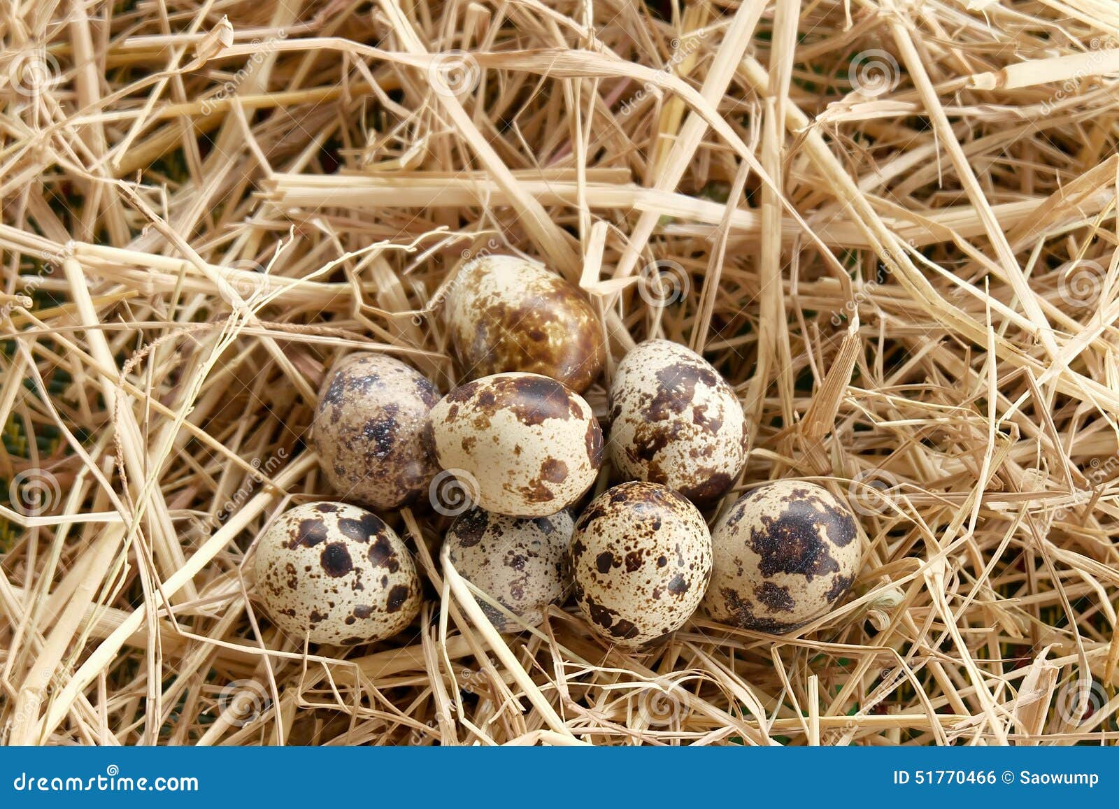 Quail egg thatch straw stock photo. Image of quail, thatch - 51770466