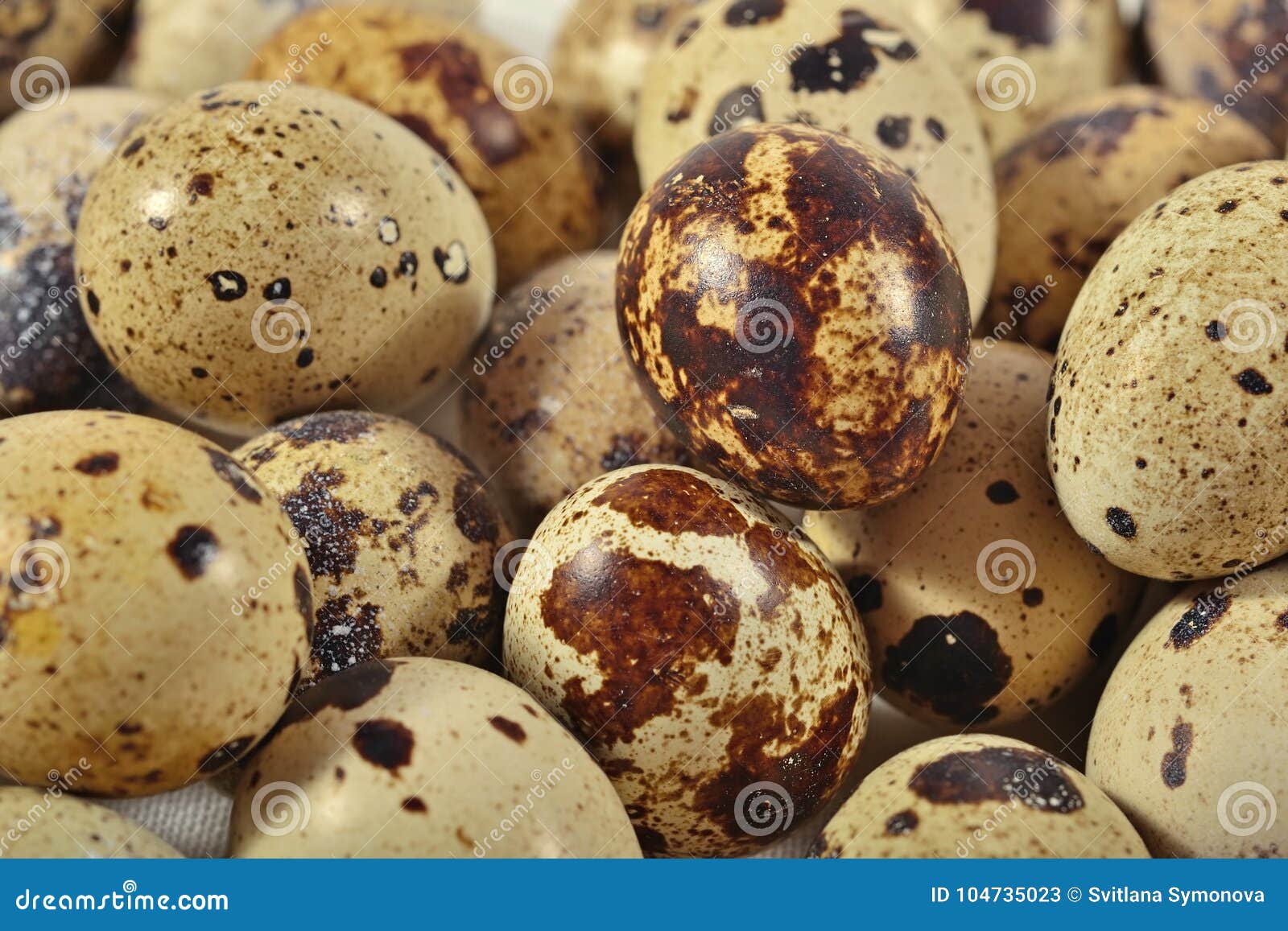 Quail Eggs As Background Texture Stock Image - Image of protein ...
