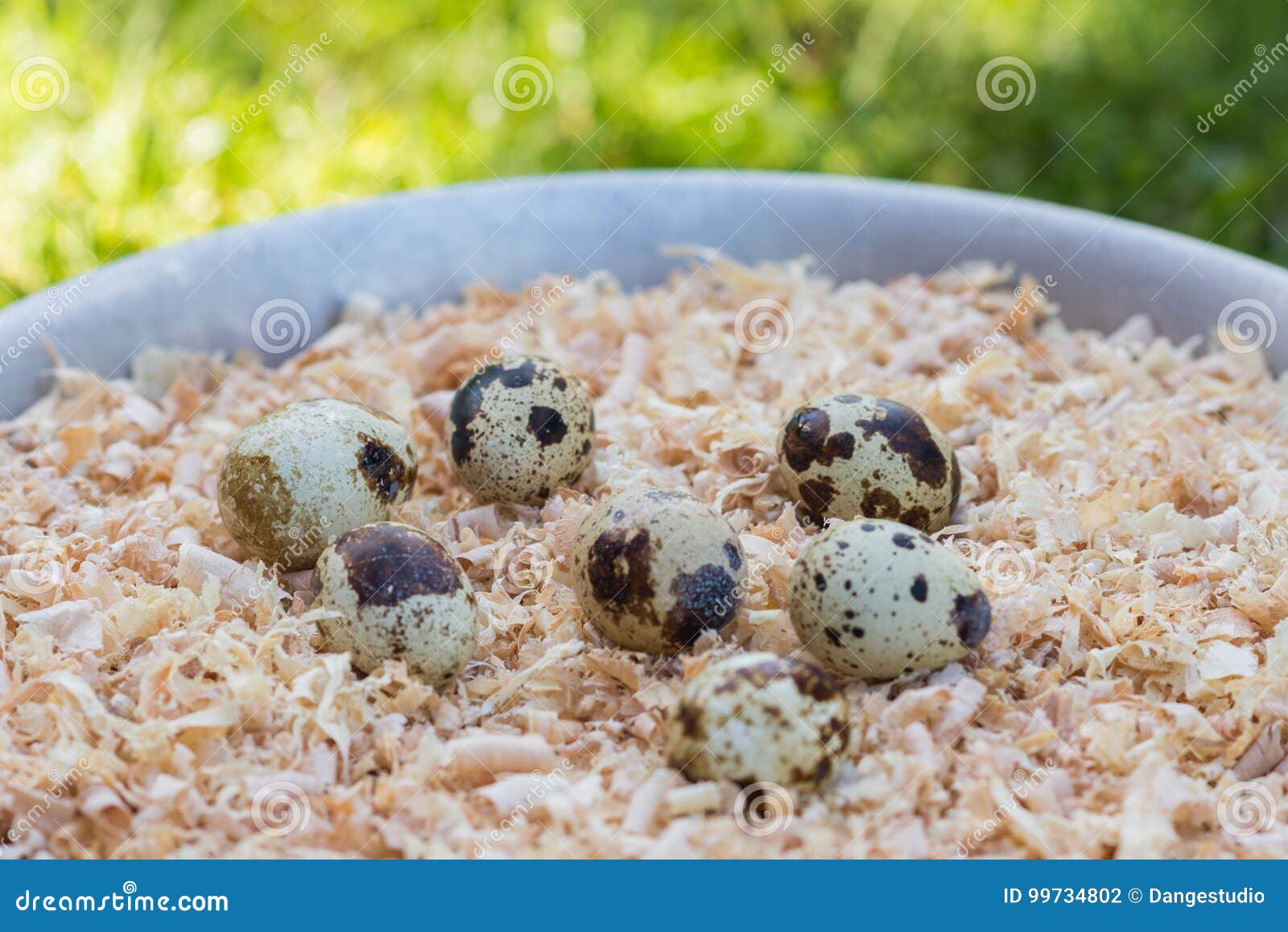 Quail eggs stock photo. Image of group, bird, organic - 99734802