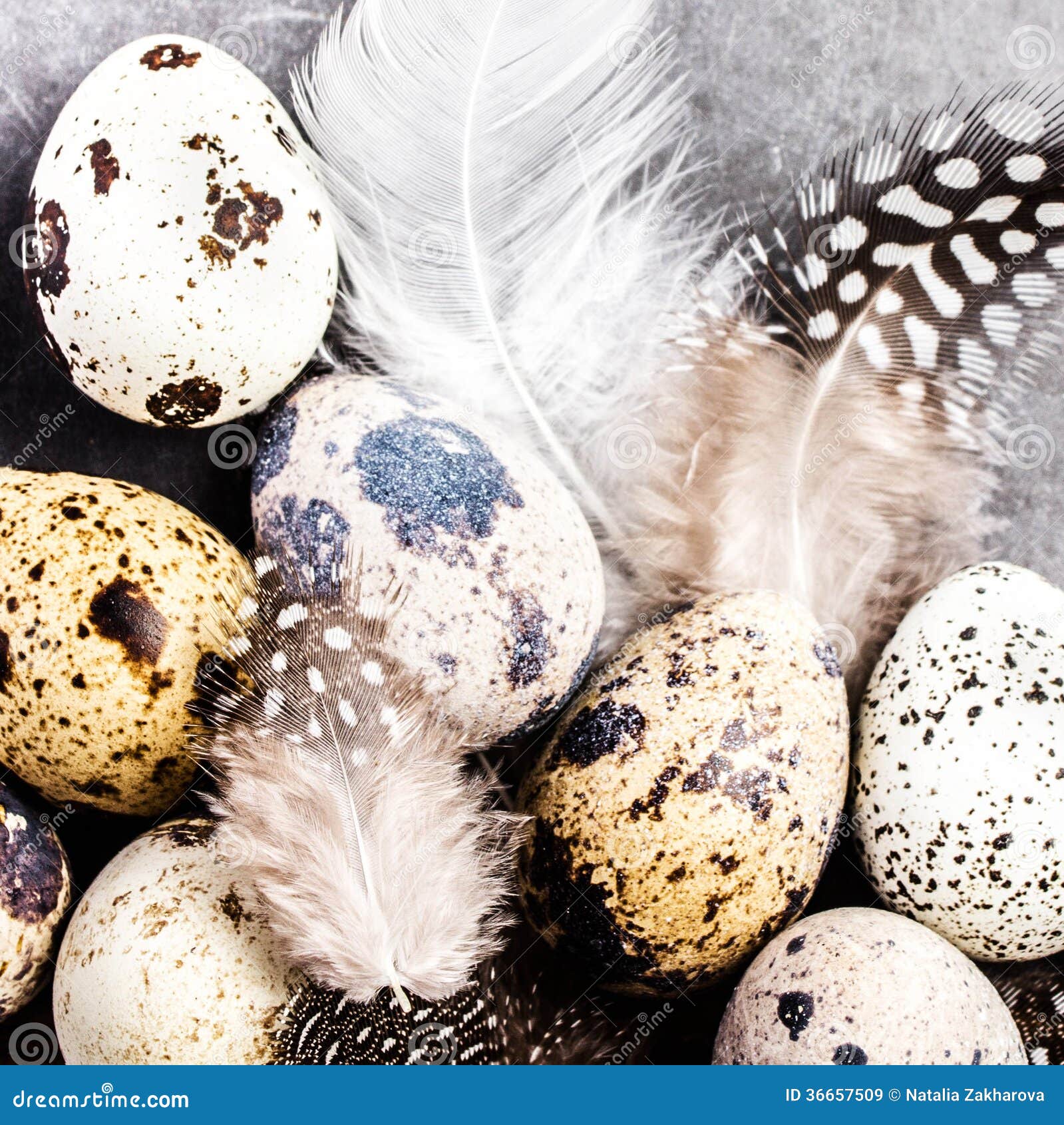 Quail Eggs with Feathers on Vintage Grey Scratched Textured Bac Stock ...