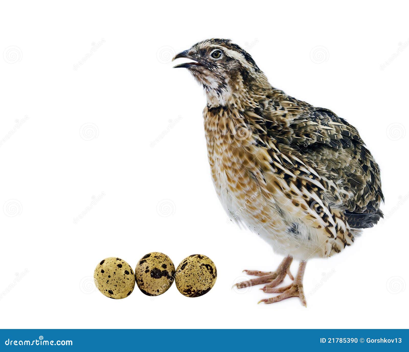 Quail With Eggs Isolated On White Background Stock Photo - Image: 21785390