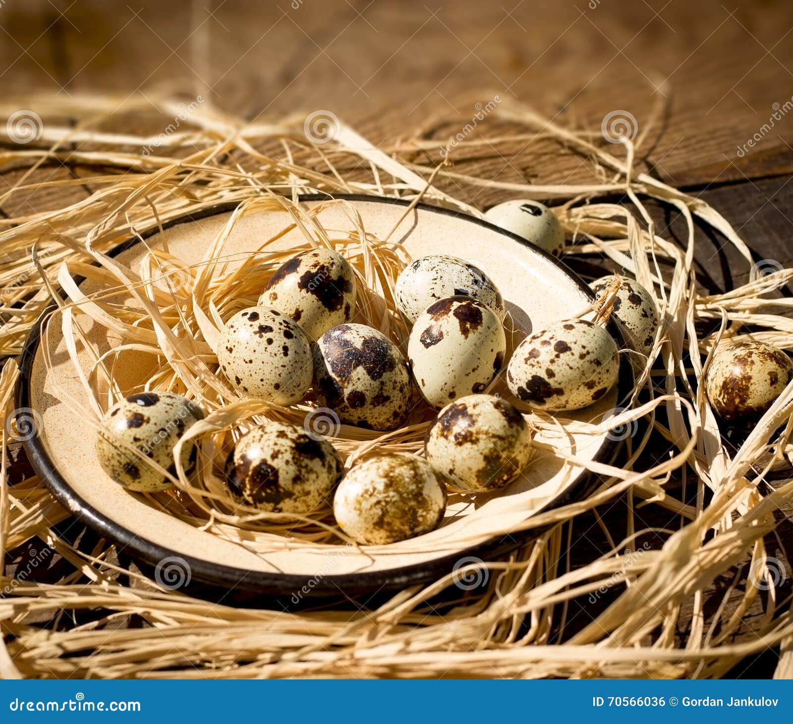 Quail eggs in plate stock photo. Image of edible, breakfast - 70566036