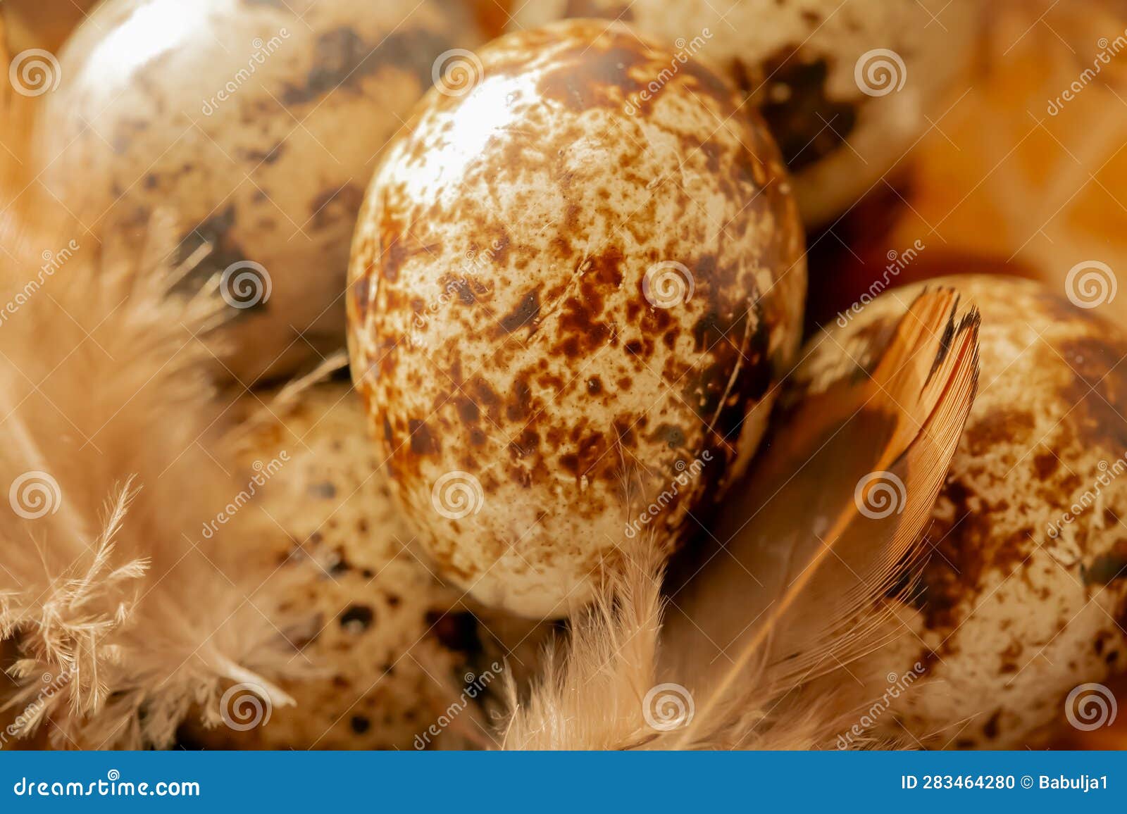 Quail Eggs Set with Feathers in the Sun.Small Speckled Eggs and Brown ...