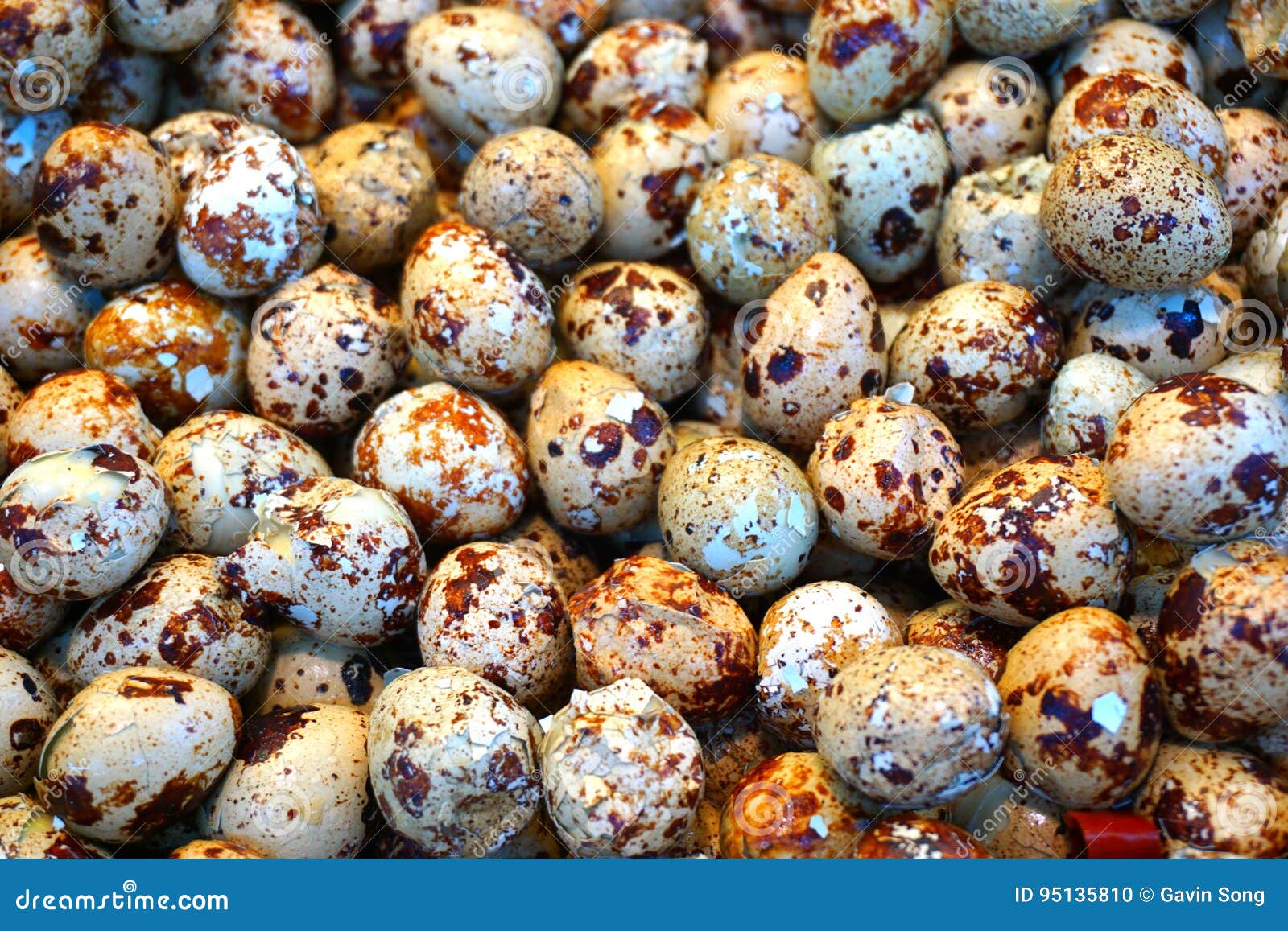 Quail eggs stock photo. Image of colorful, color, bird - 95135810