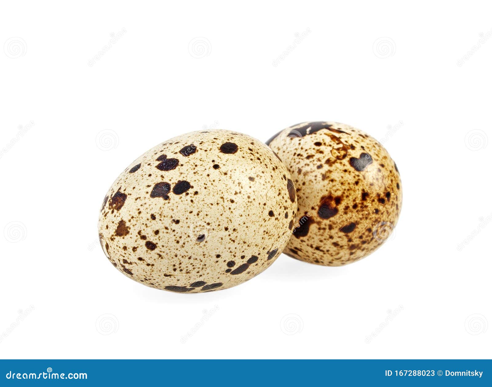 Quail Eggs on a White Background Stock Image - Image of healthy ...
