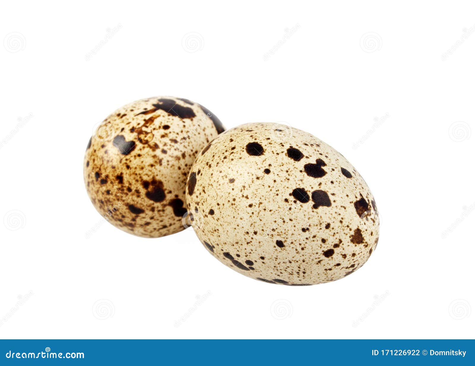 Quail Eggs on White Background Stock Photo - Image of light, eggshell ...