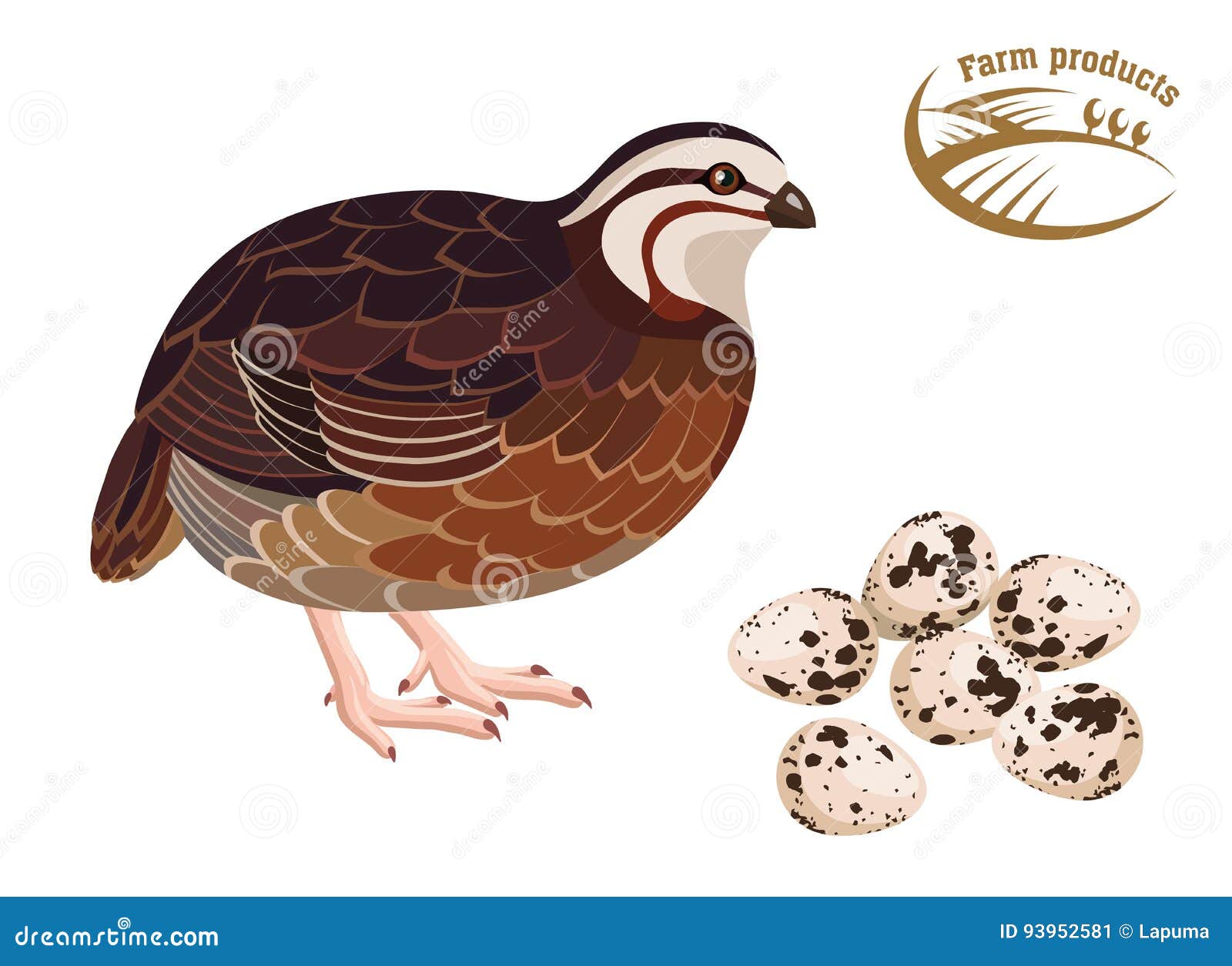 Quail. Farm products stock vector. Illustration of healthy - 93952581