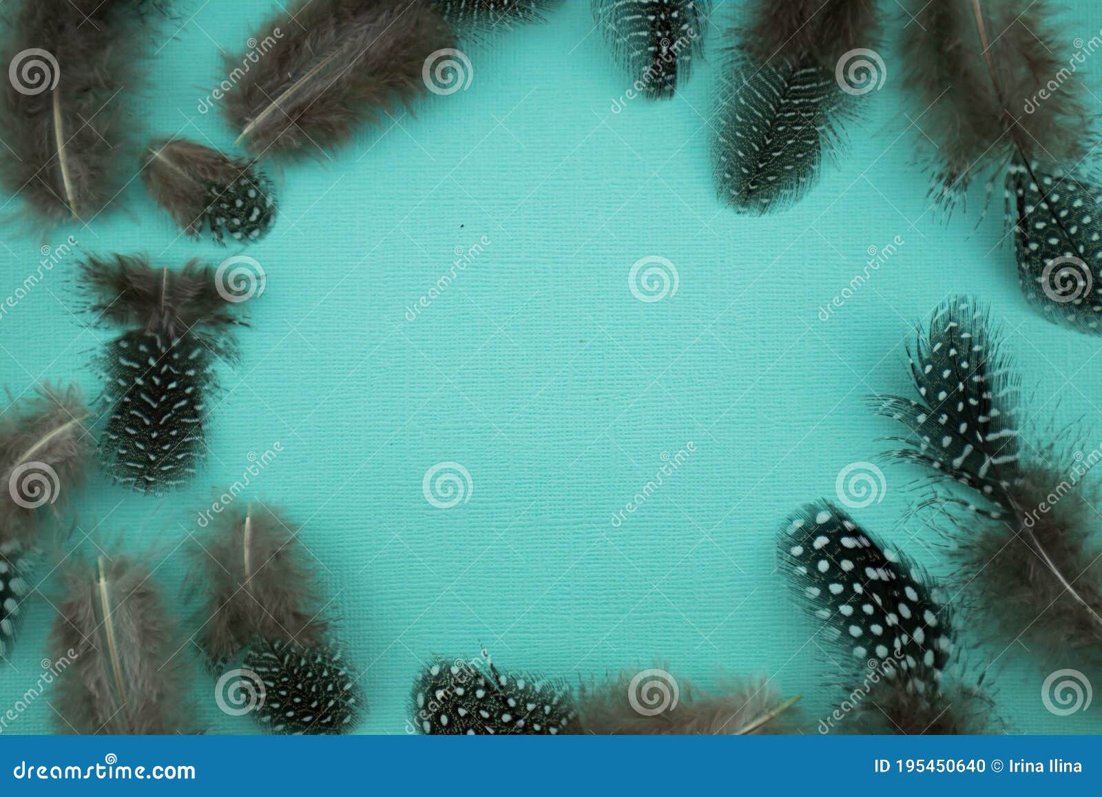 Quail Feathers on a Turquoise Background. Bird Feather Texture. with ...