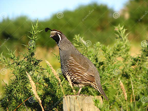Quail on fence post. stock photo. Image of wildlife, fence - 18322690