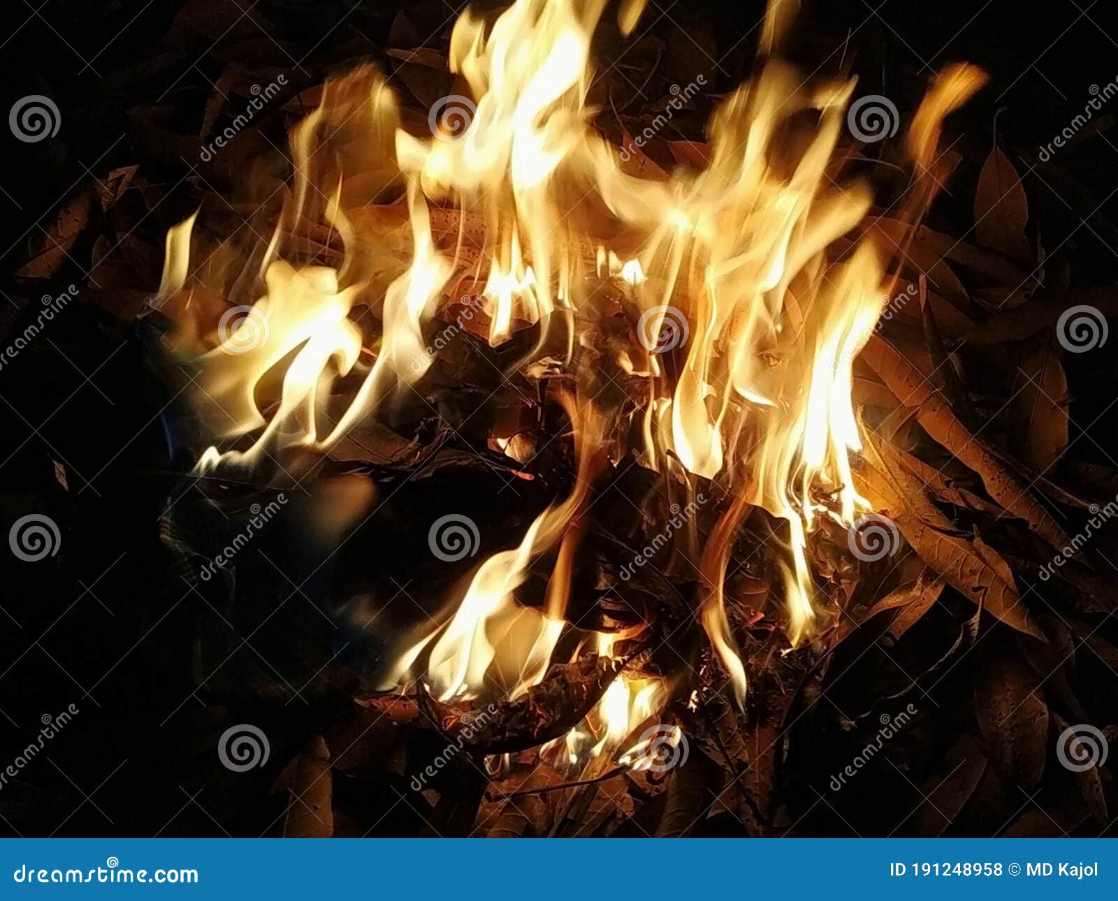 Quail fire flame bonfire stock photo. Image of wildfire - 191248958