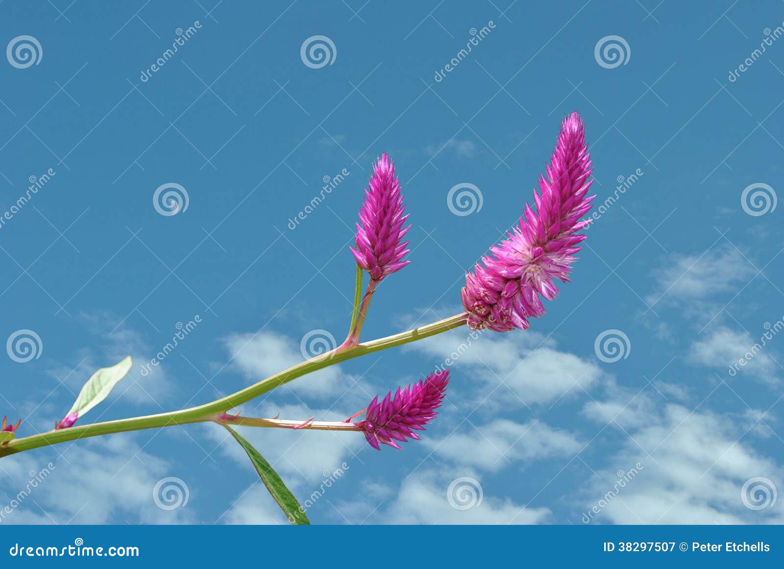 Quail Grass stock image. Image of horticulture, horticultural - 38297507