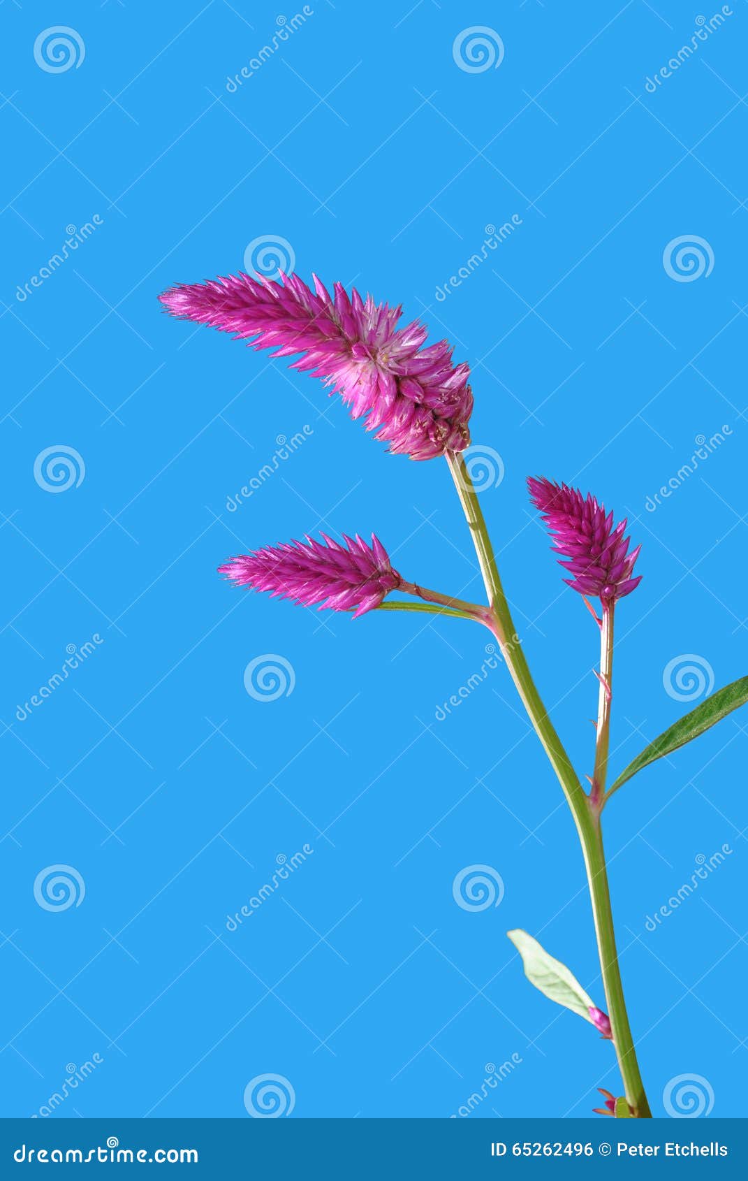 Quail Grass Latin Name Celosia Argentea Stock Photo - Image of flower ...