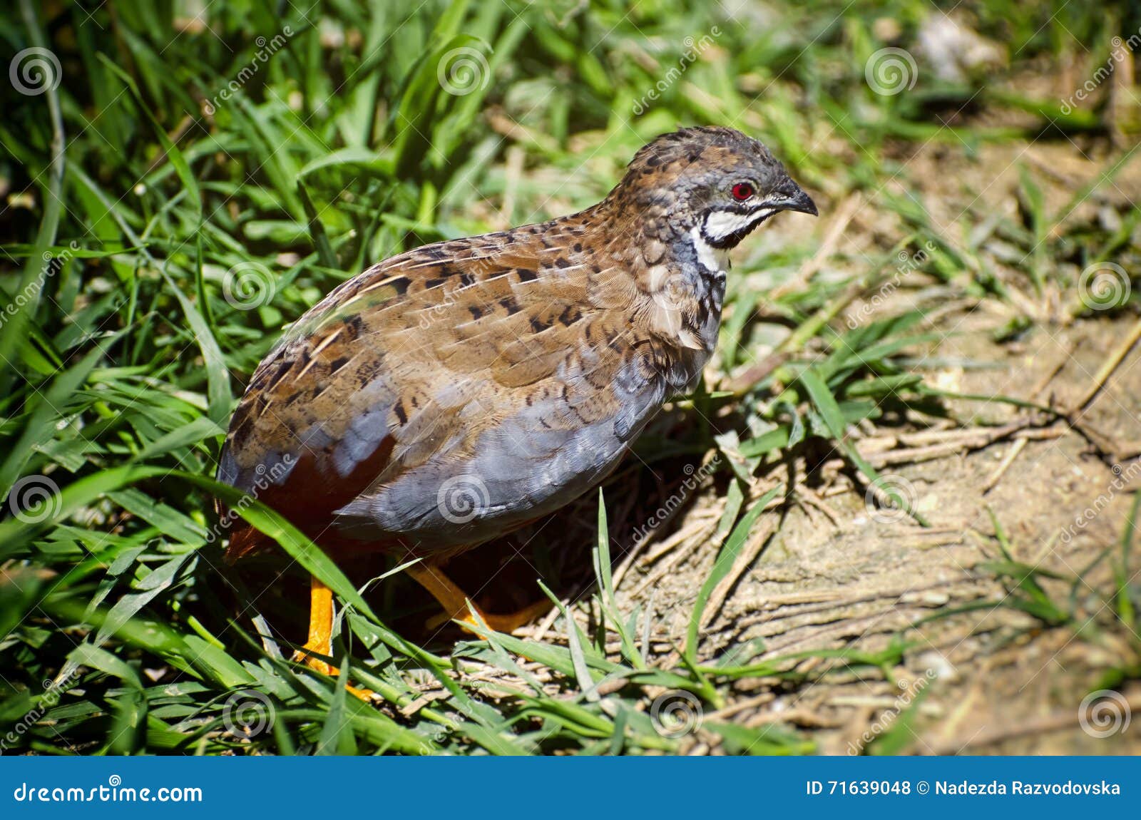 Quail in Grass stock photo. Image of hunting, wildlife - 71639048