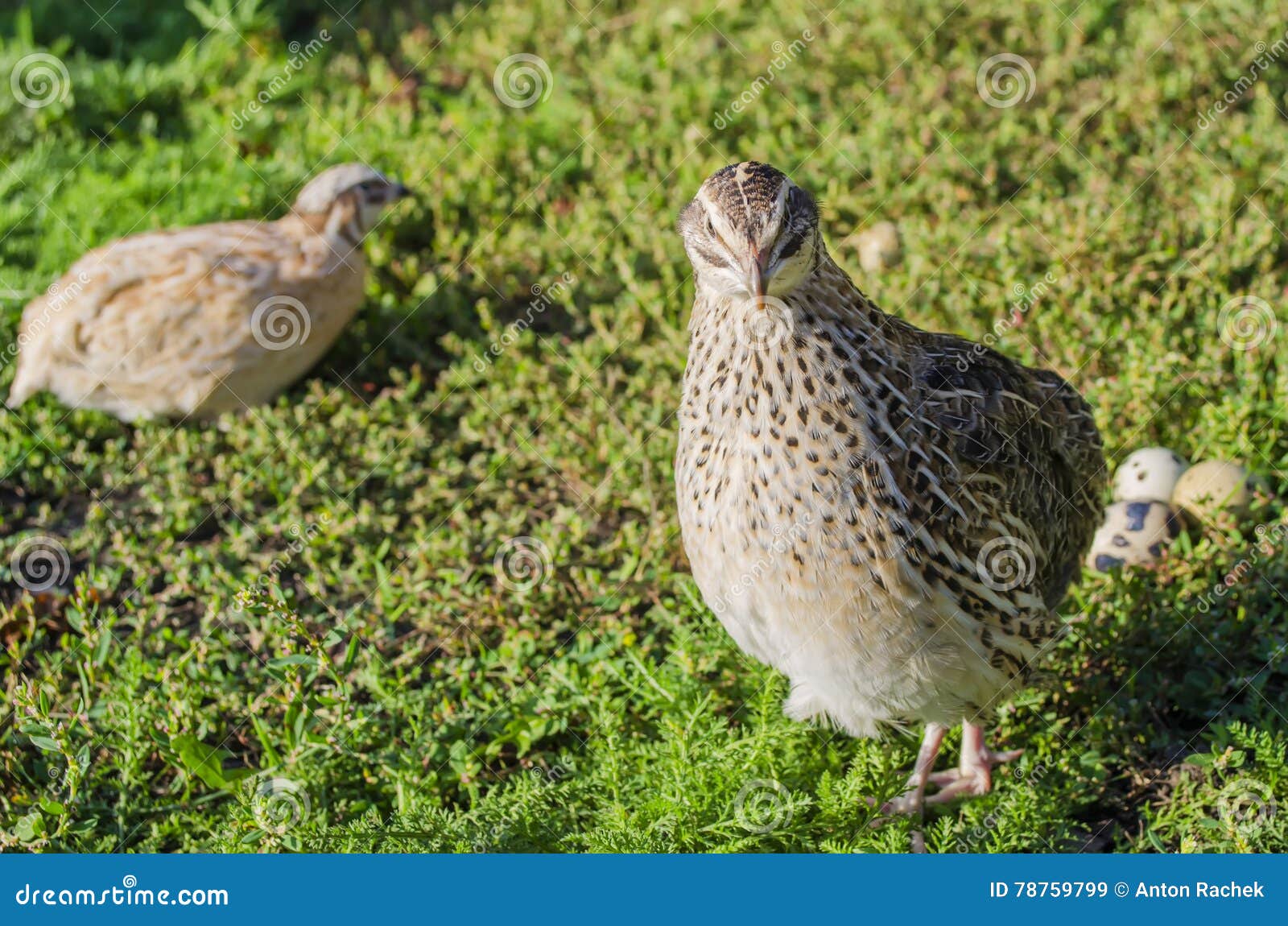 Quail on a Green Grass in the Spring Stock Image - Image of hunting ...