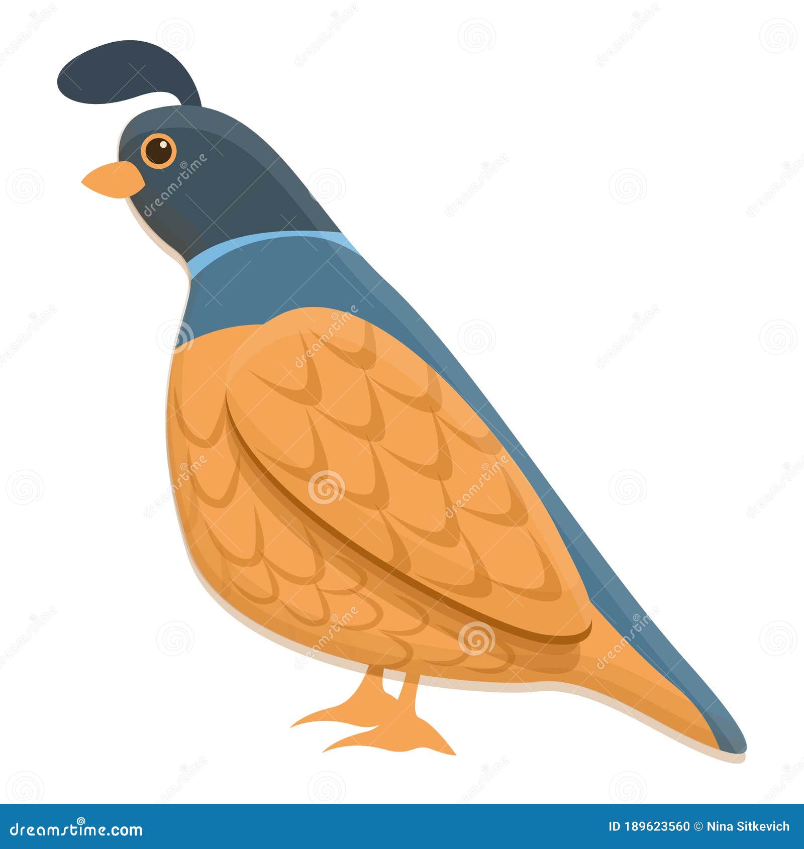 Detailed Quail Cartoon Vector Illustration Isolated On White ...