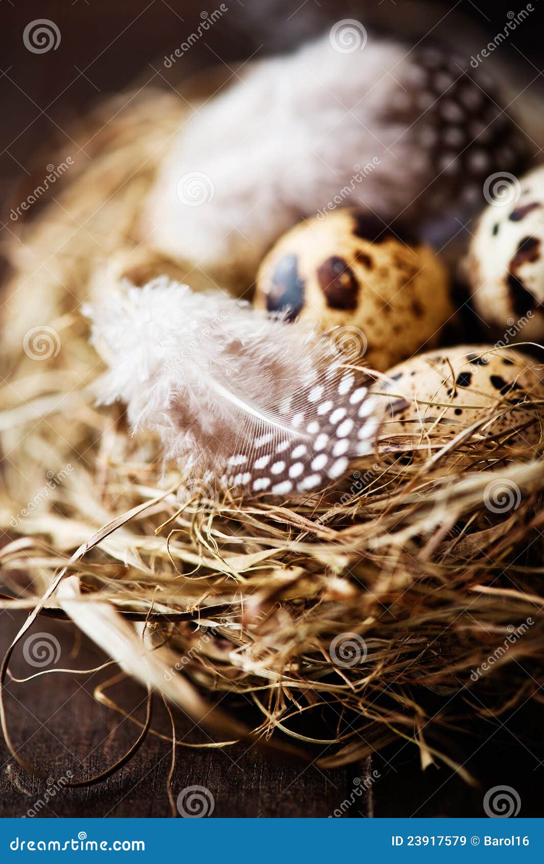 Quail S Eggs and Feathers in a Easter Nest Stock Image - Image of rural ...