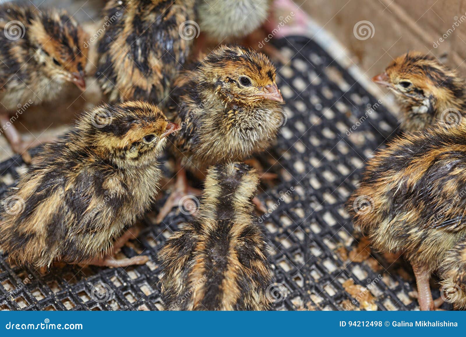 Quail stock photo. Image of young, coturnix, japonica - 94212498