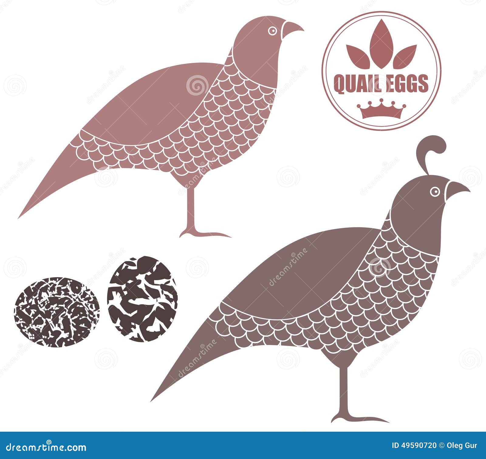 Quail stock vector. Illustration of brown, pheasant, grace - 49590720