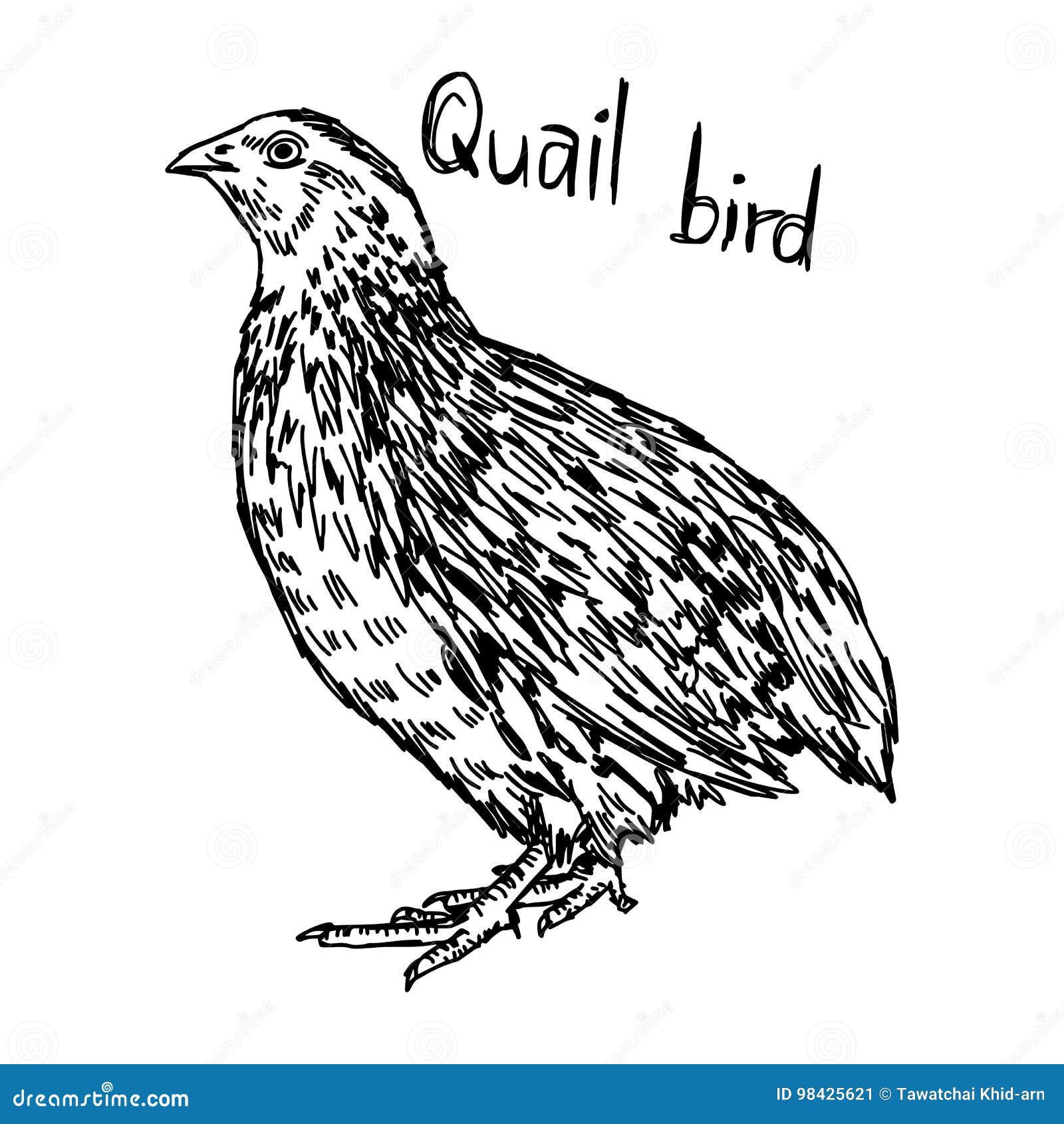 Quail - Vector Illustration Sketch Hand Drawn with Black Lines, Stock ...