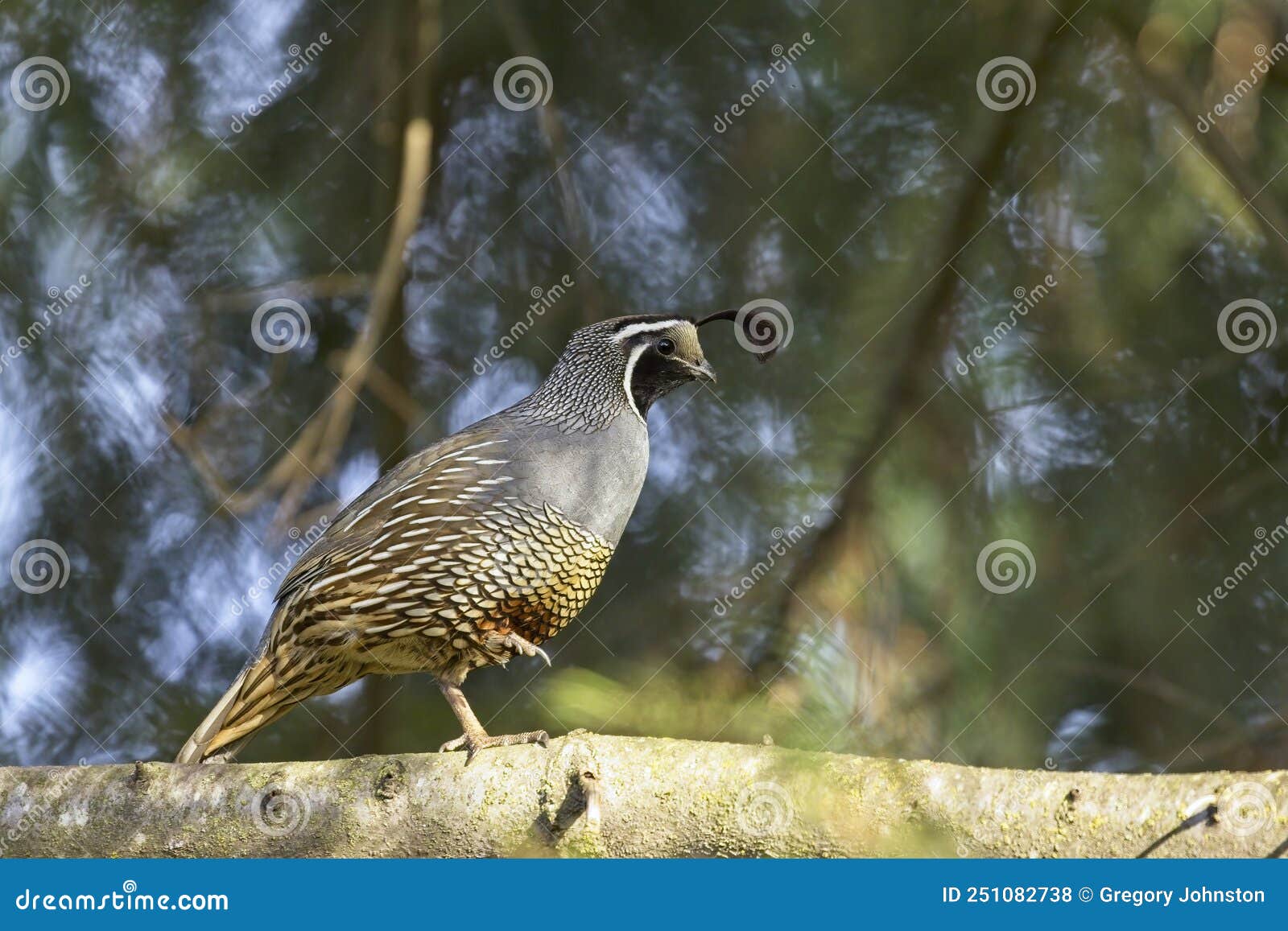 Quail is Walking on a Tree Branch Stock Photo - Image of ornithology ...