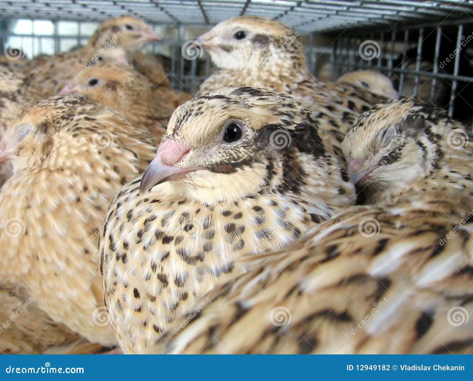 Quails stock photo. Image of beautiful, animal, bird - 12949182