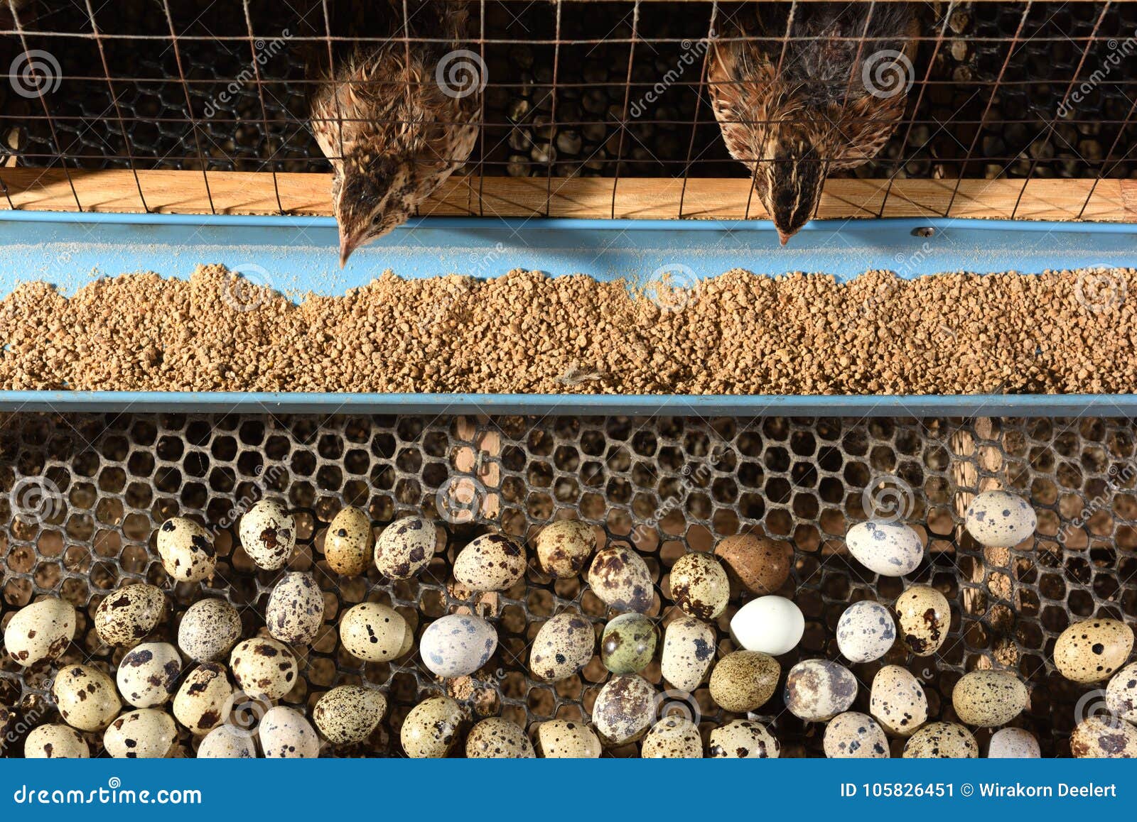 Quails Are In Its Cage. Stock Photography | CartoonDealer.com #221608370