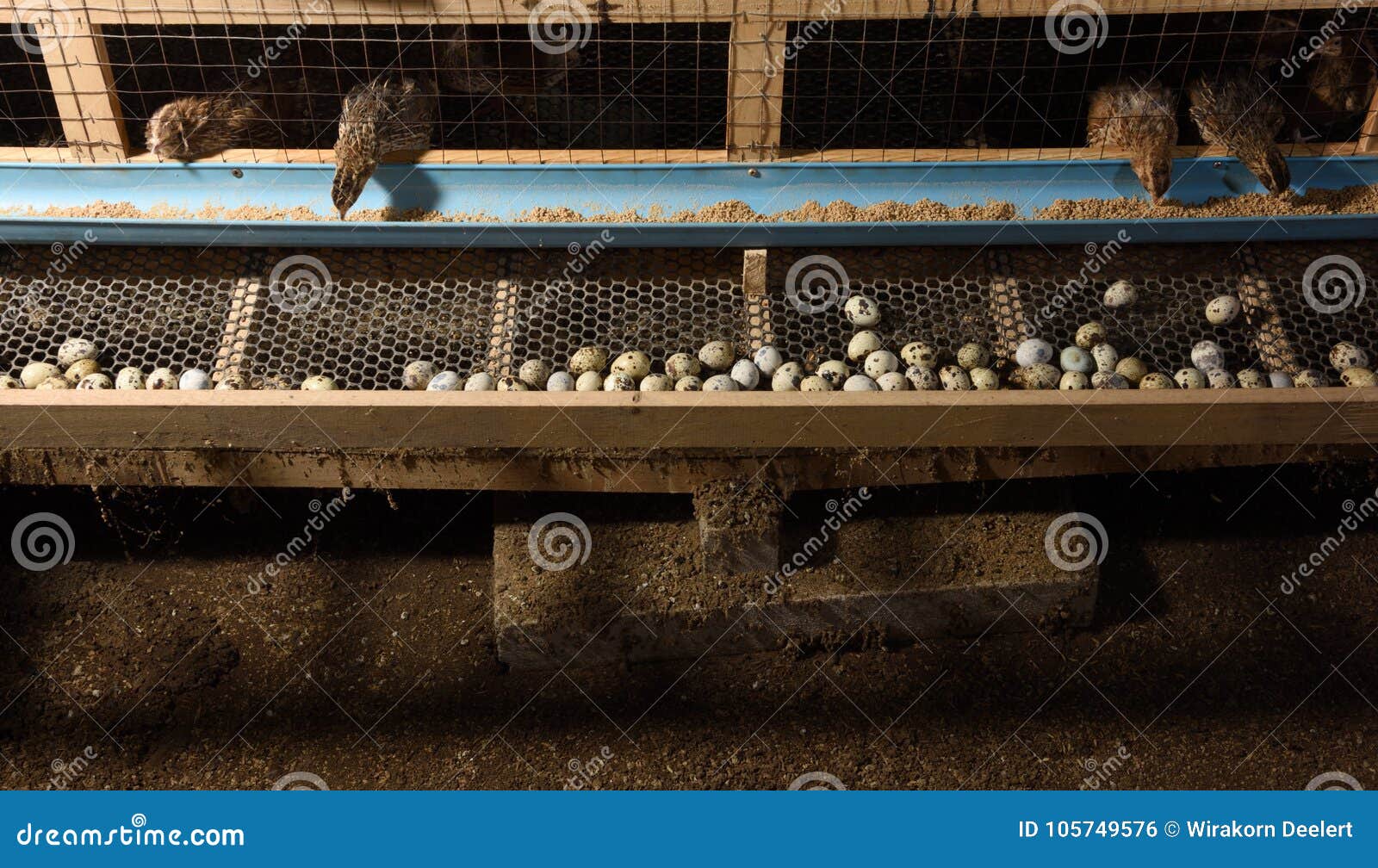 Quails and Eggs in a Cage on a Farm Stock Photo - Image of feather ...