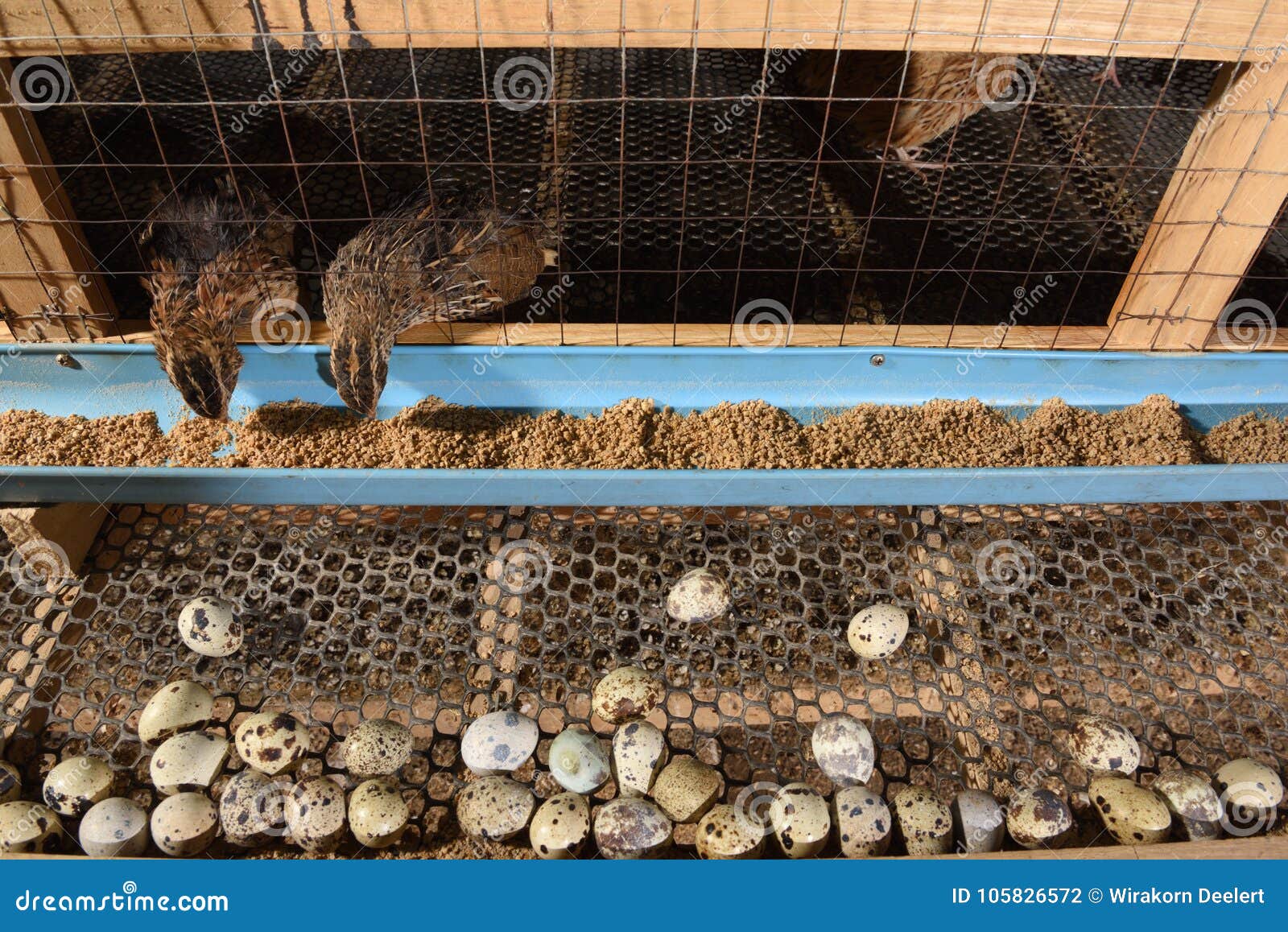 Quails and Eggs in a Cage on a Farm Stock Photo - Image of agriculture ...