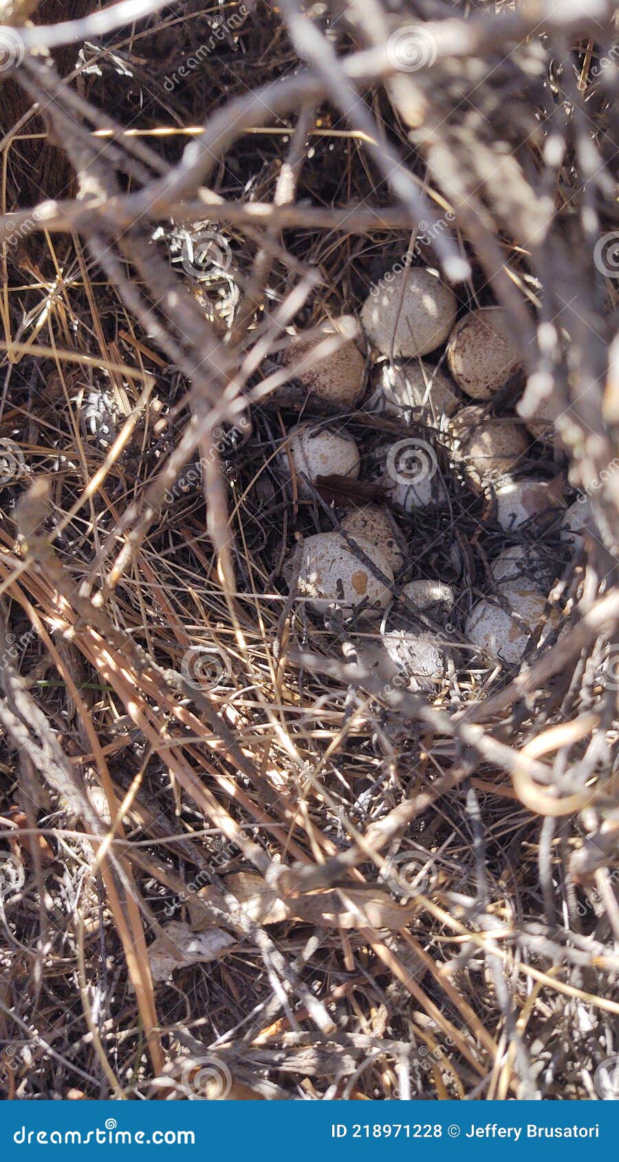 Quails nest with eggs stock photo. Image of invertebrate - 218971228