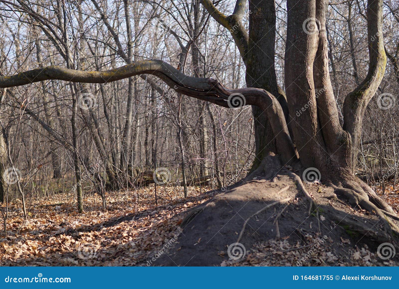 Quaint Curved Old Tree in the Autumn Forest Stock Image - Image of ...