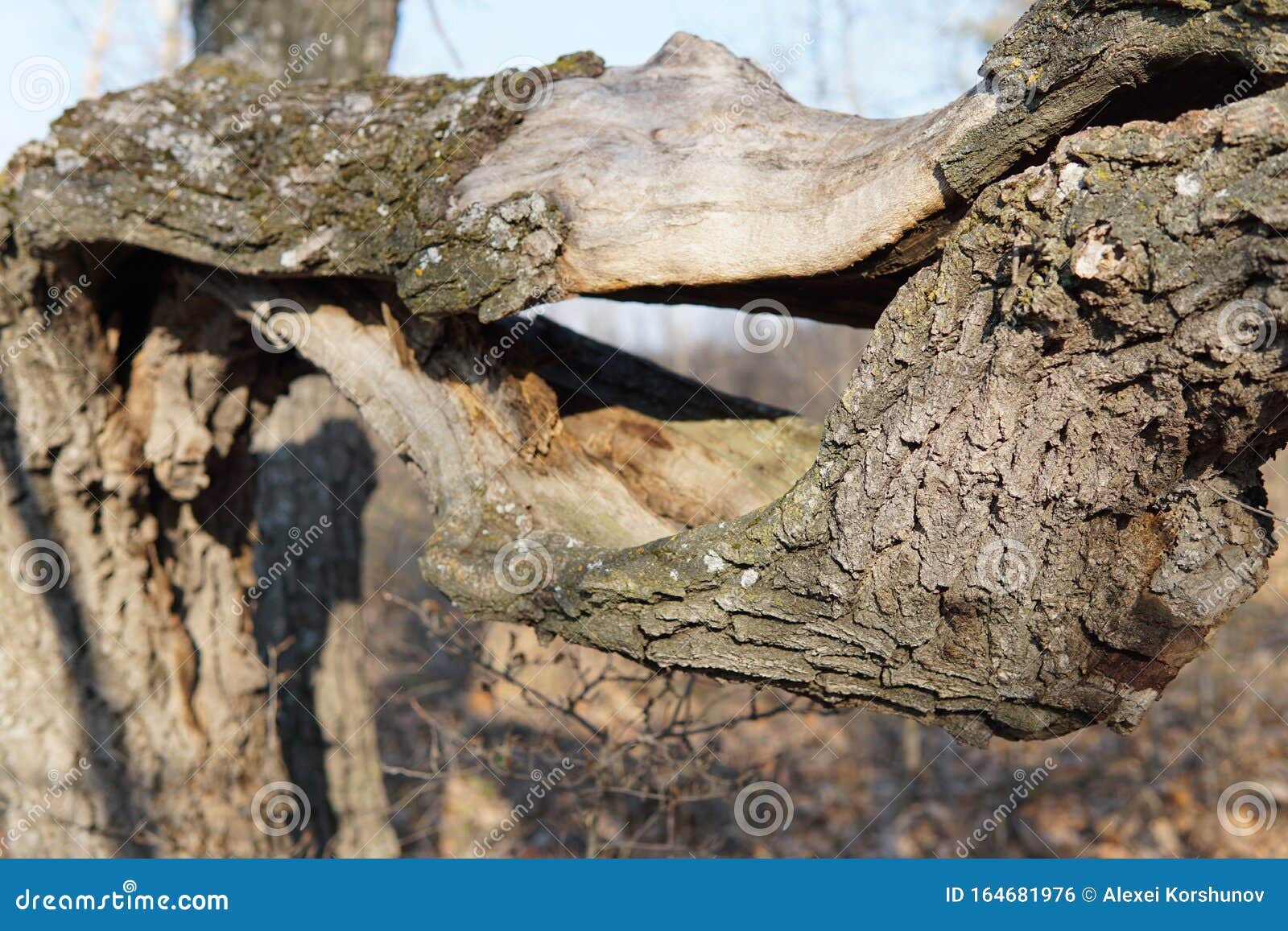 Quaint Curved Old Tree in the Autumn Forest Stock Photo - Image of ...