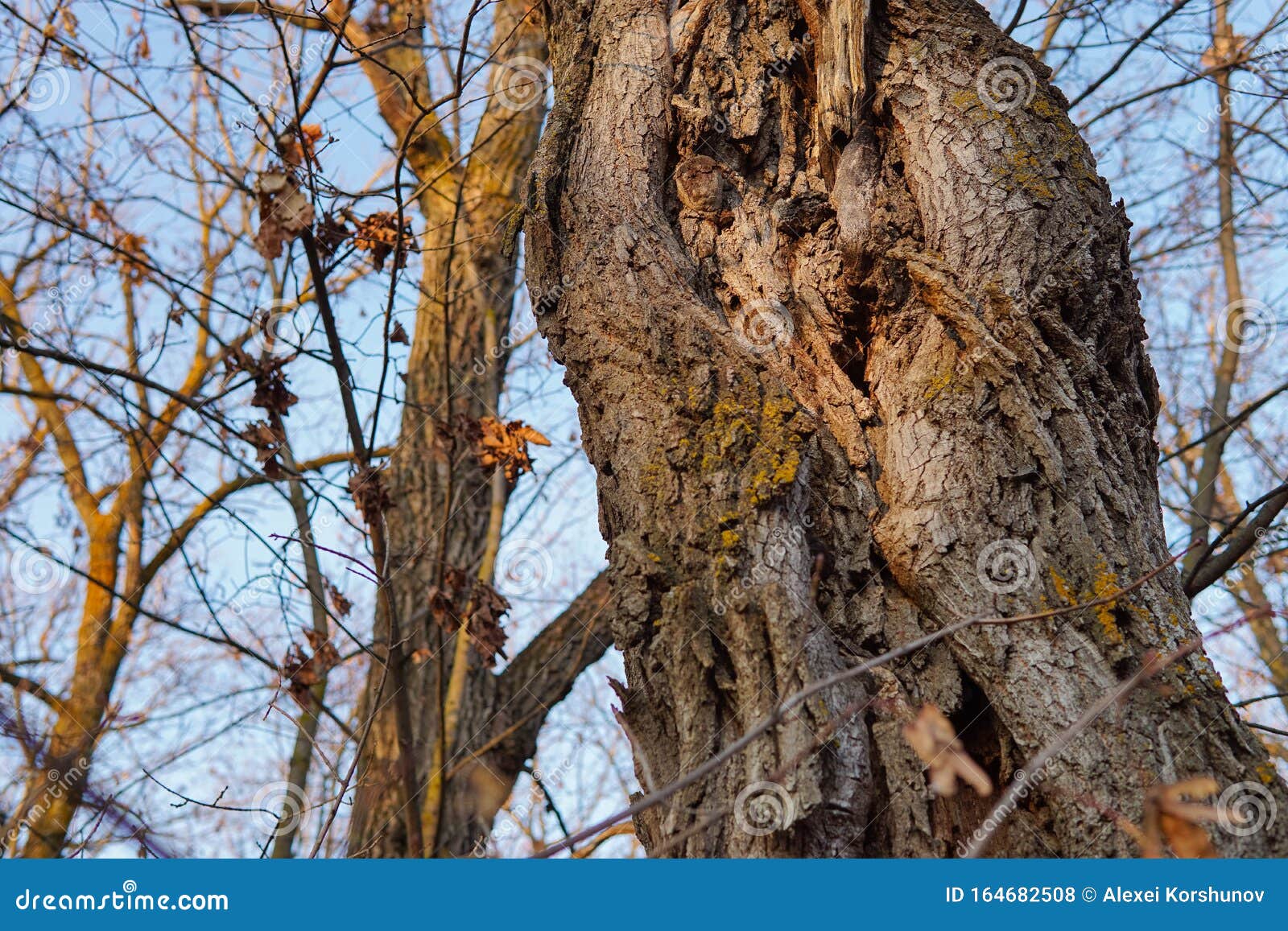 Quaint Curved Old Tree in the Autumn Forest Stock Photo - Image of ...