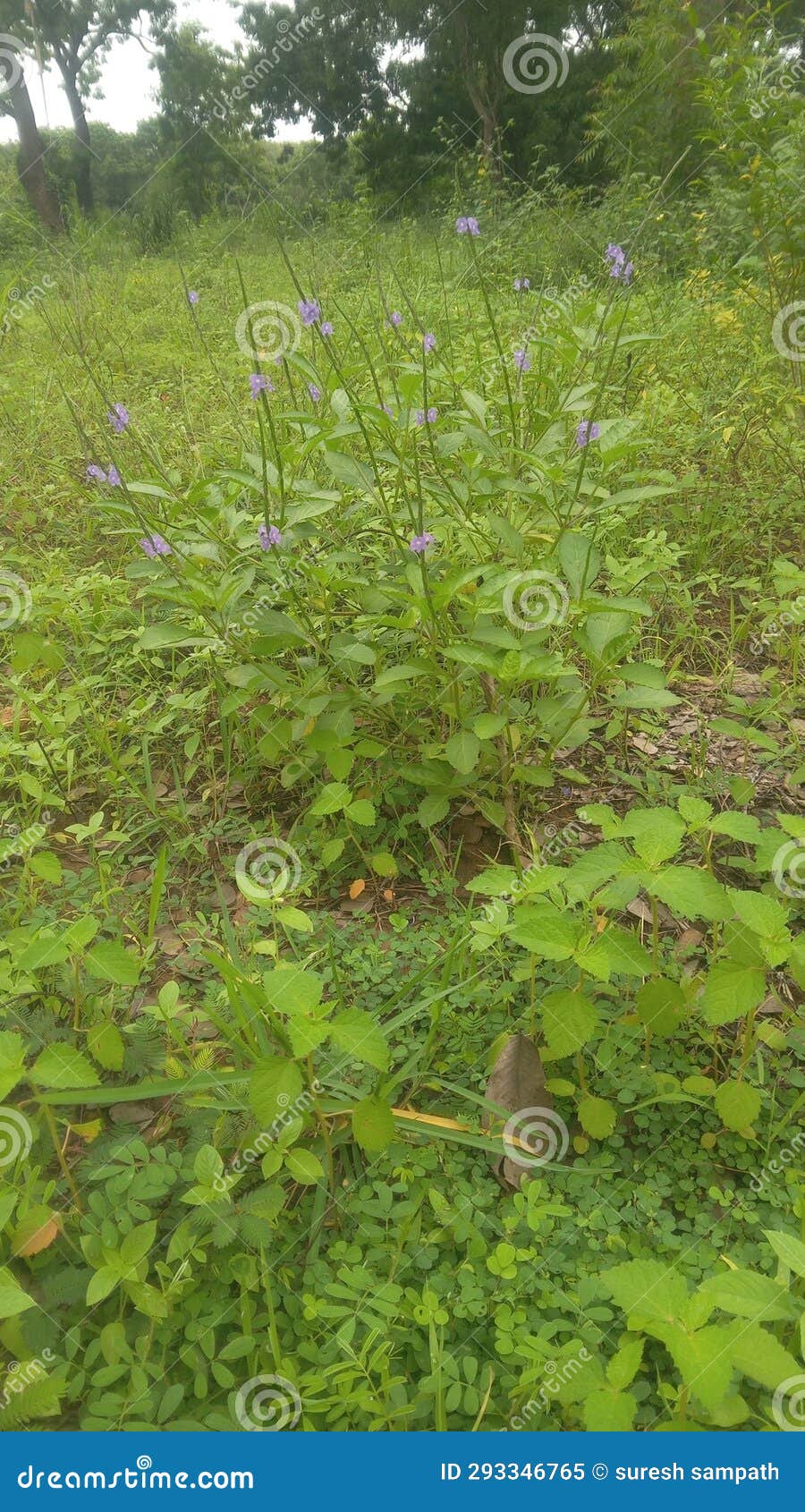 In a Quaint Village, Nature& X27;s Art Displayed Stock Image - Image of ...