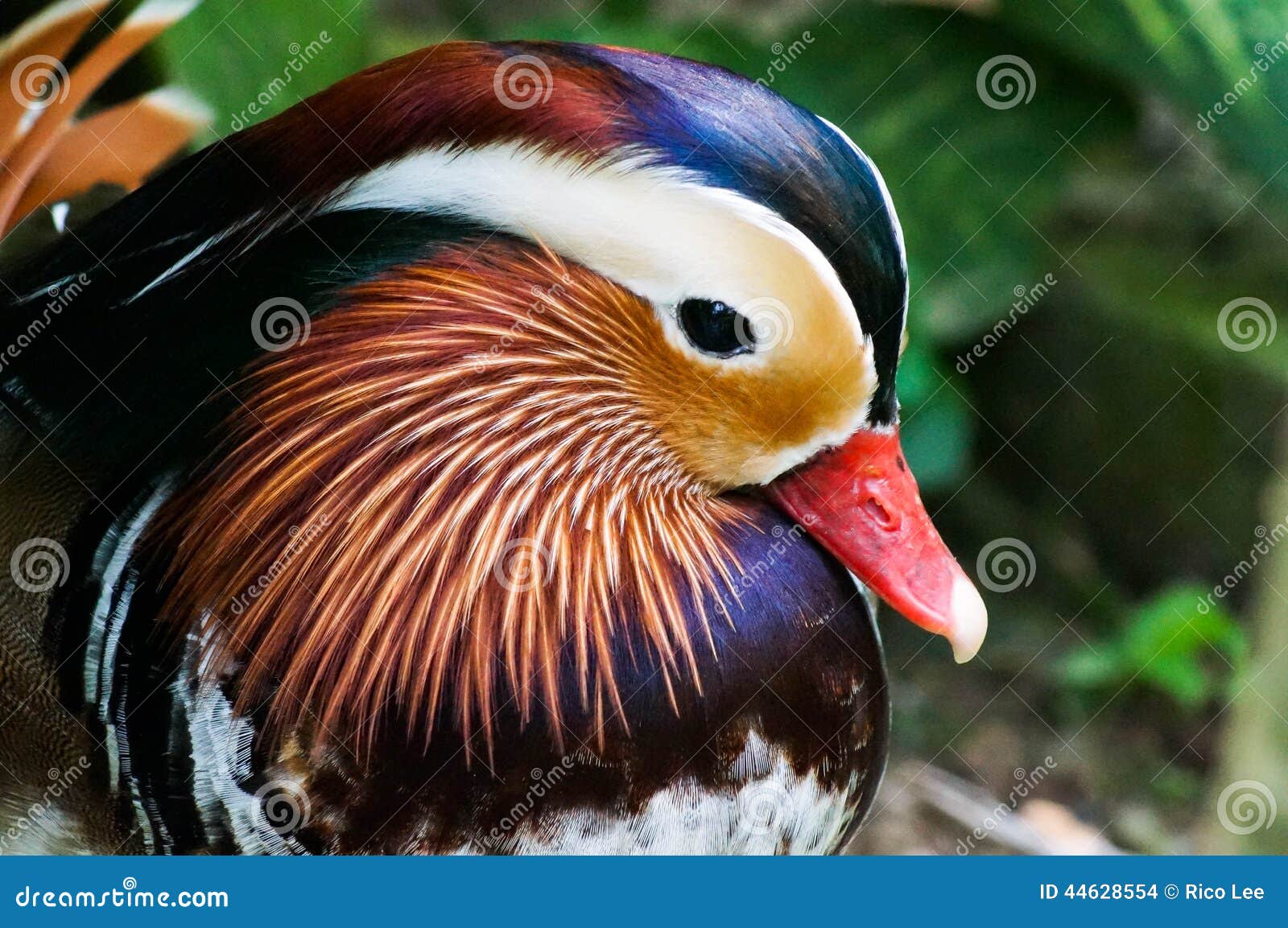 Quak stock photo. Image of animal, wild, shot, park, outdoor - 44628554
